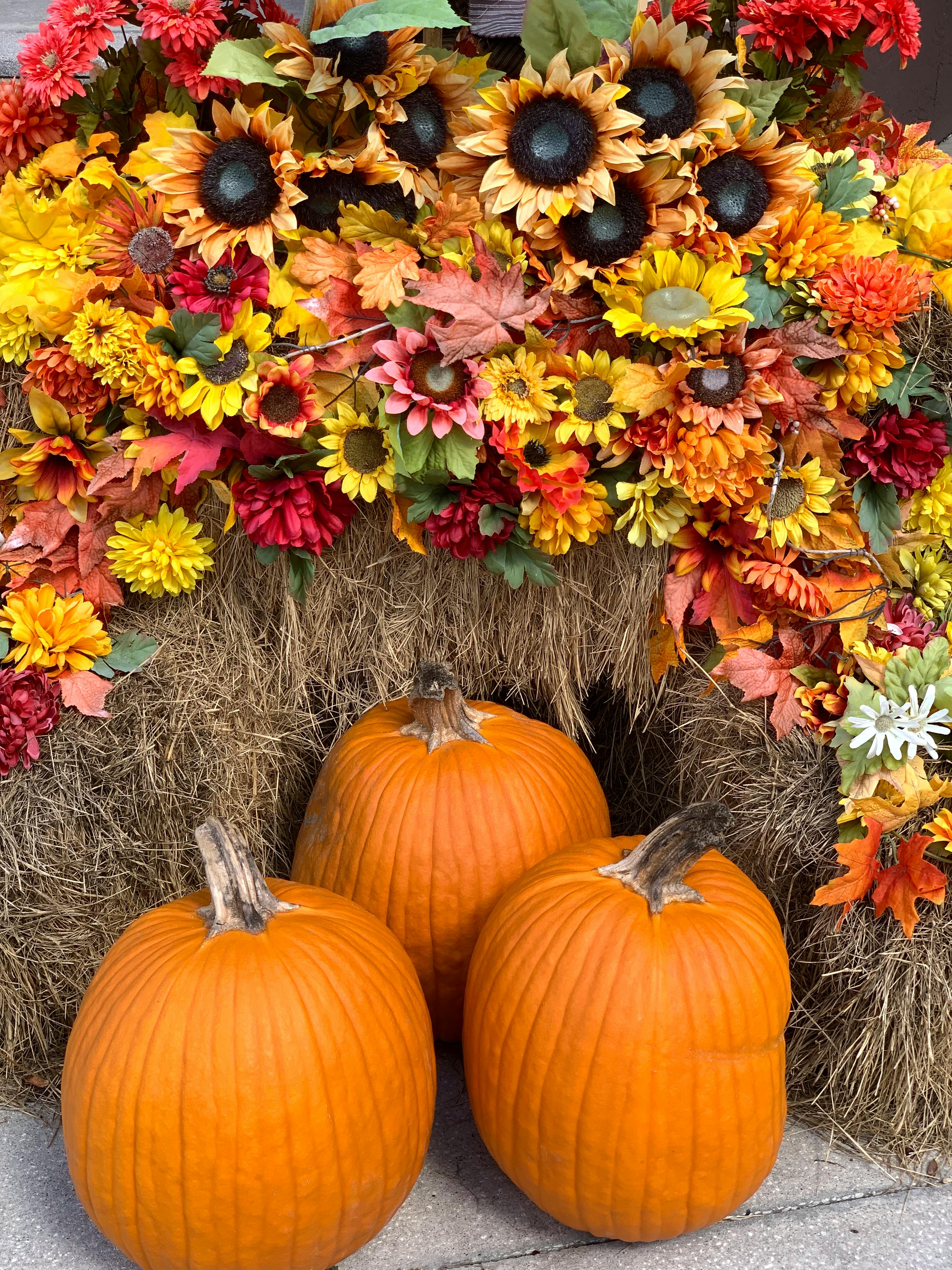 Colorful Autumn Pumpkin and Flower Display · Free Stock Photo