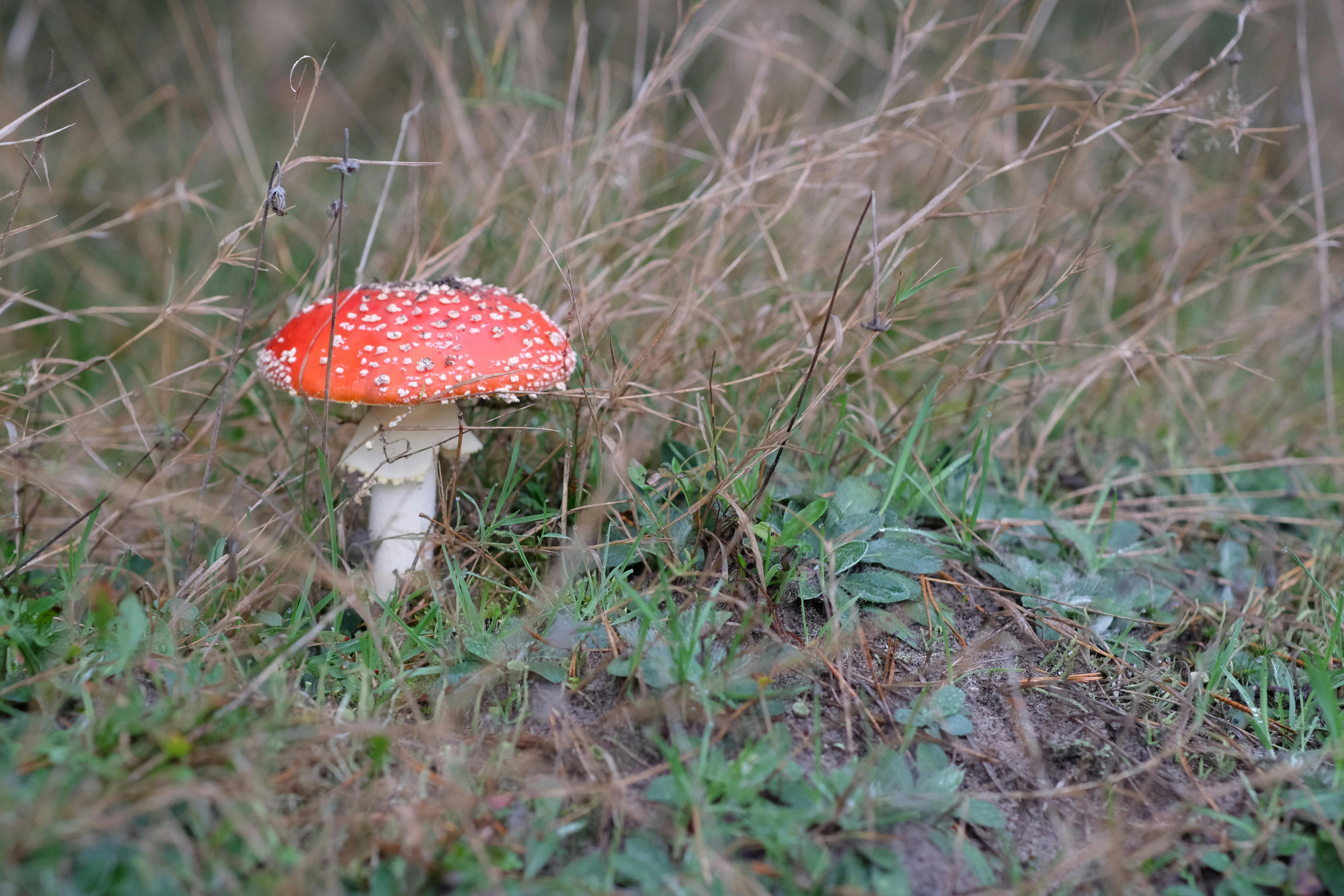 Bright Red Fly Agaric Mushroom in Wild Grass · Free Stock Photo