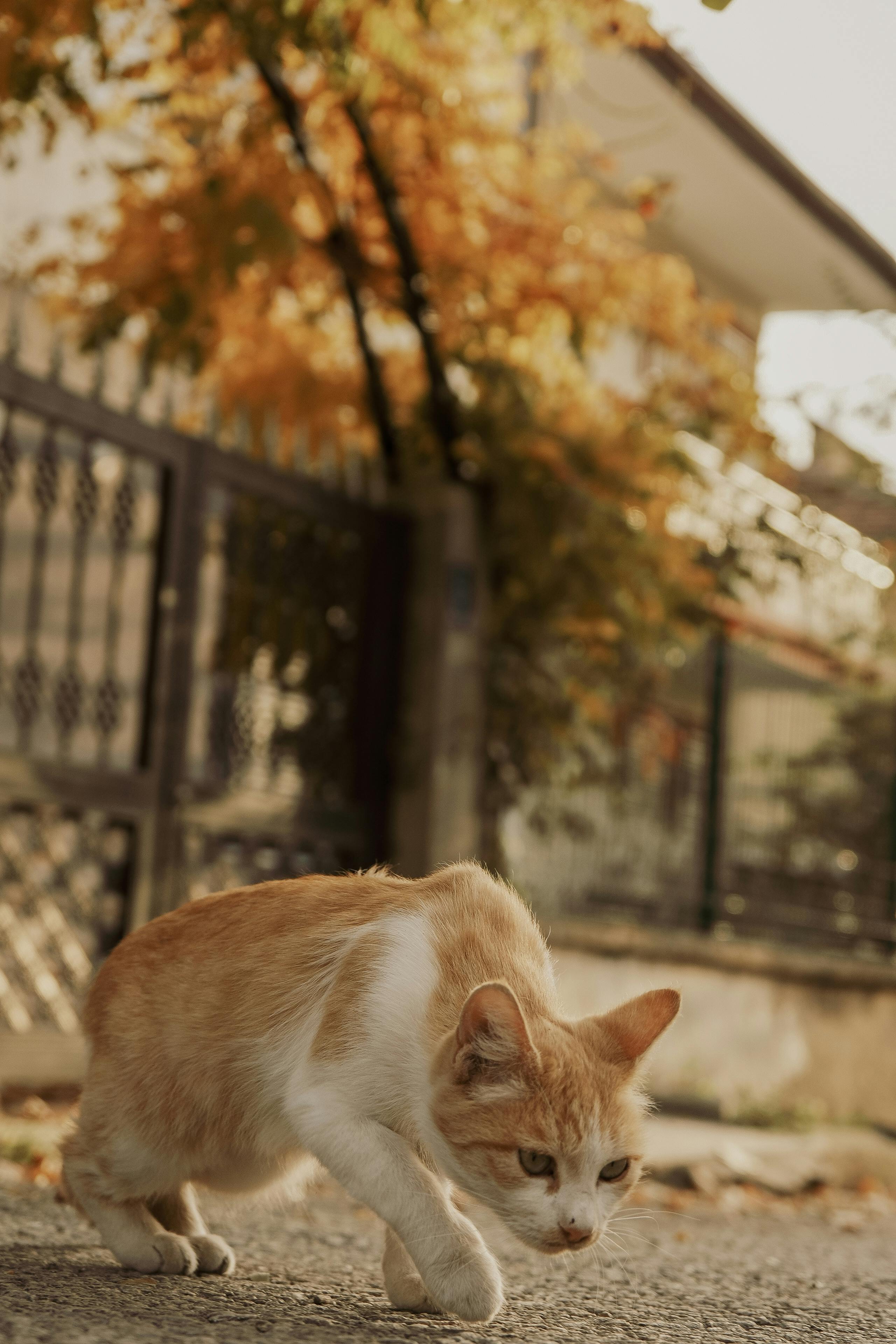 Fall Kitten Photos, Download The BEST Free Fall Kitten Stock Photos ...