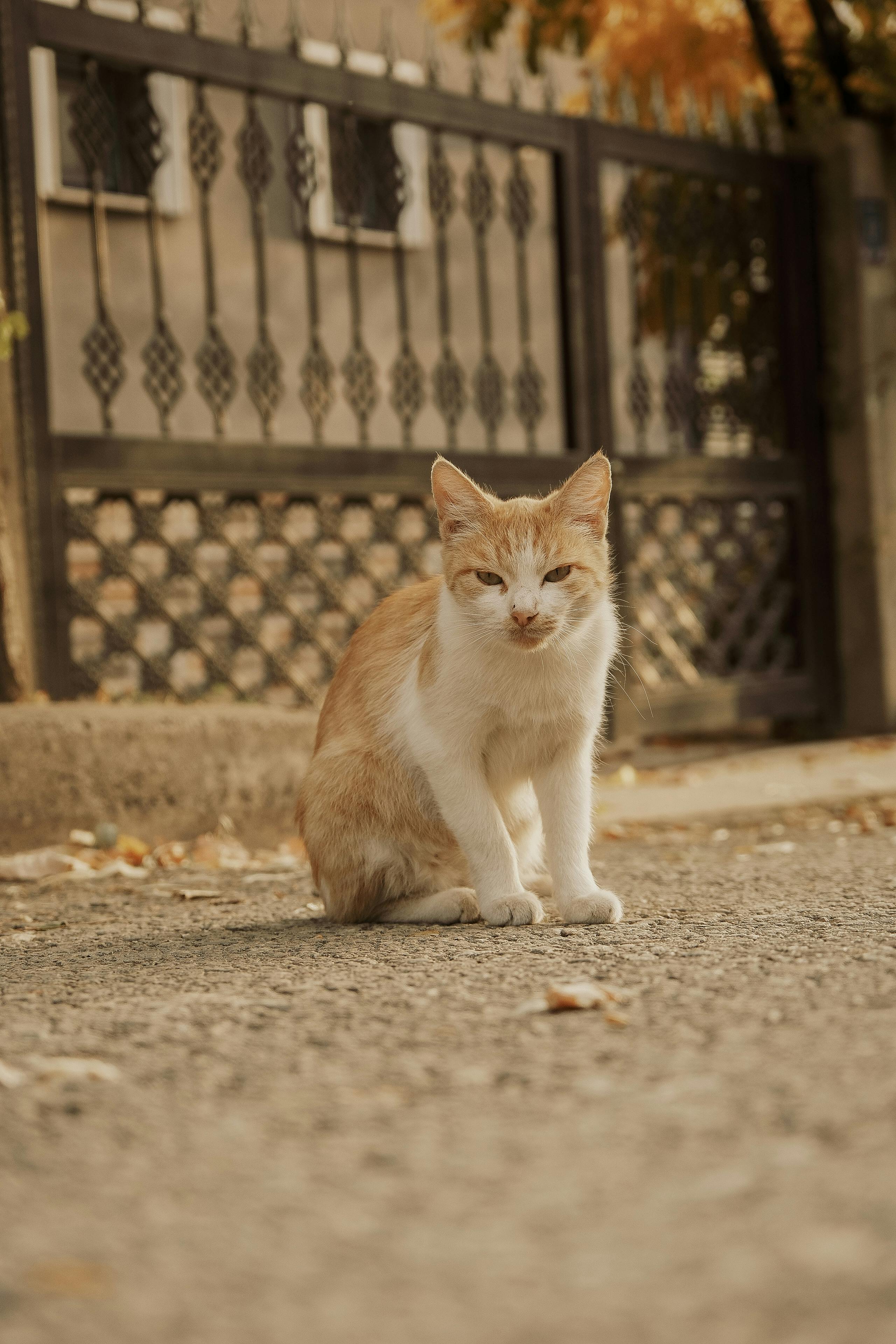 Street Cat in Urban Setting during Fall · Free Stock Photo