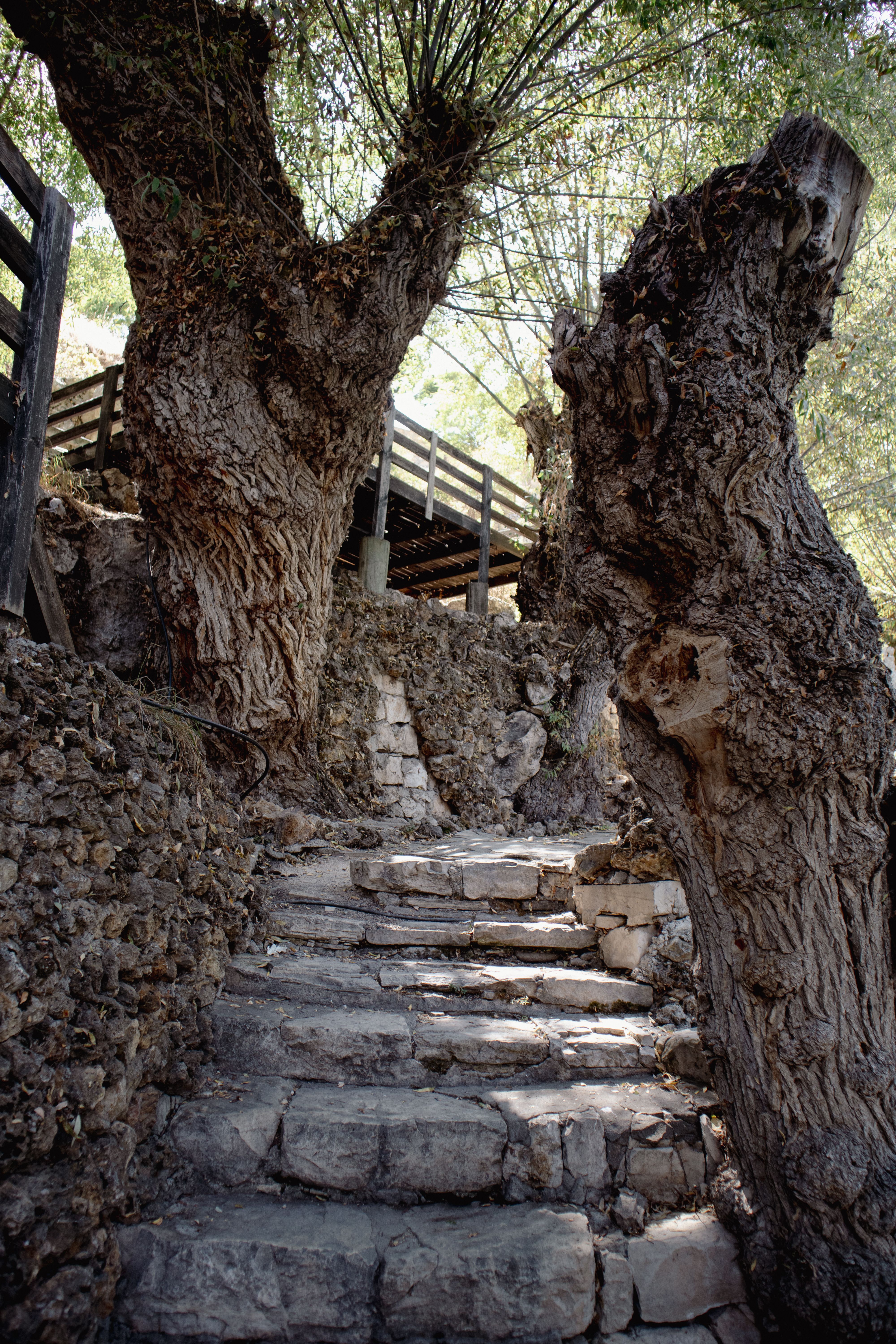 Rustic Stone Stairway Under Ancient Trees · Free Stock Photo