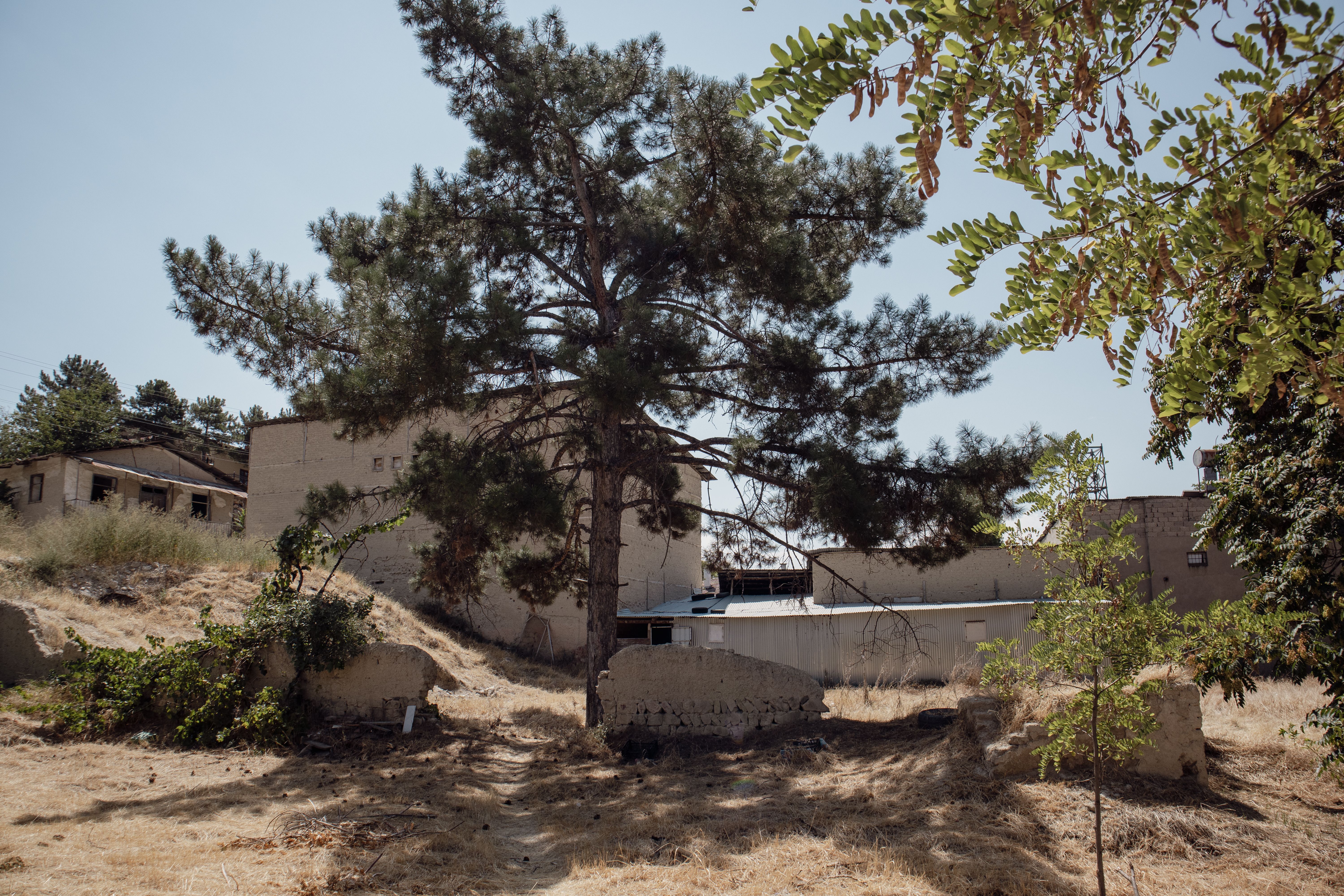 Rural Abandoned Buildings with Pine Trees in Darende · Free Stock Photo