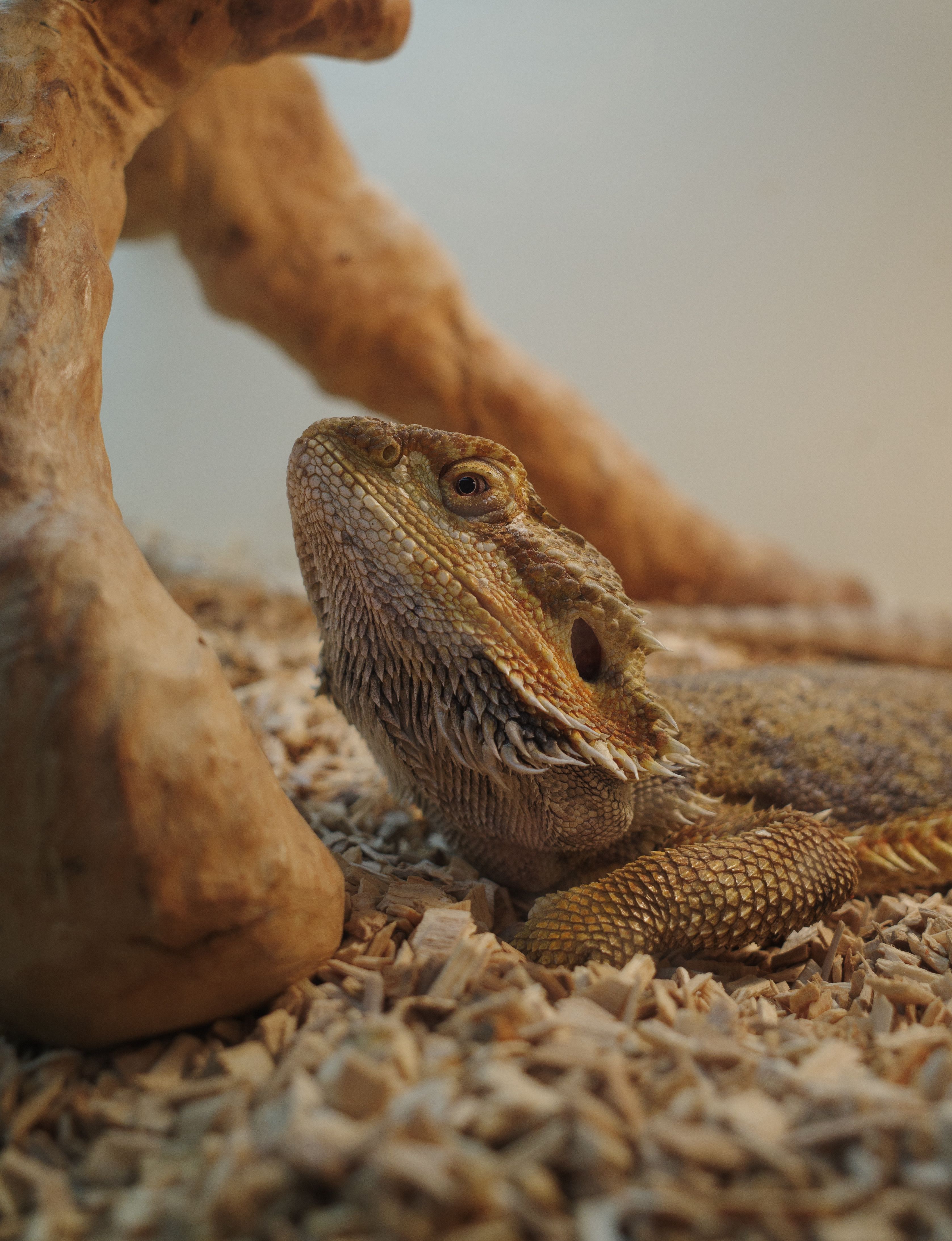 Reptile Photos, Download The BEST Free Reptile Stock Photos & HD Images