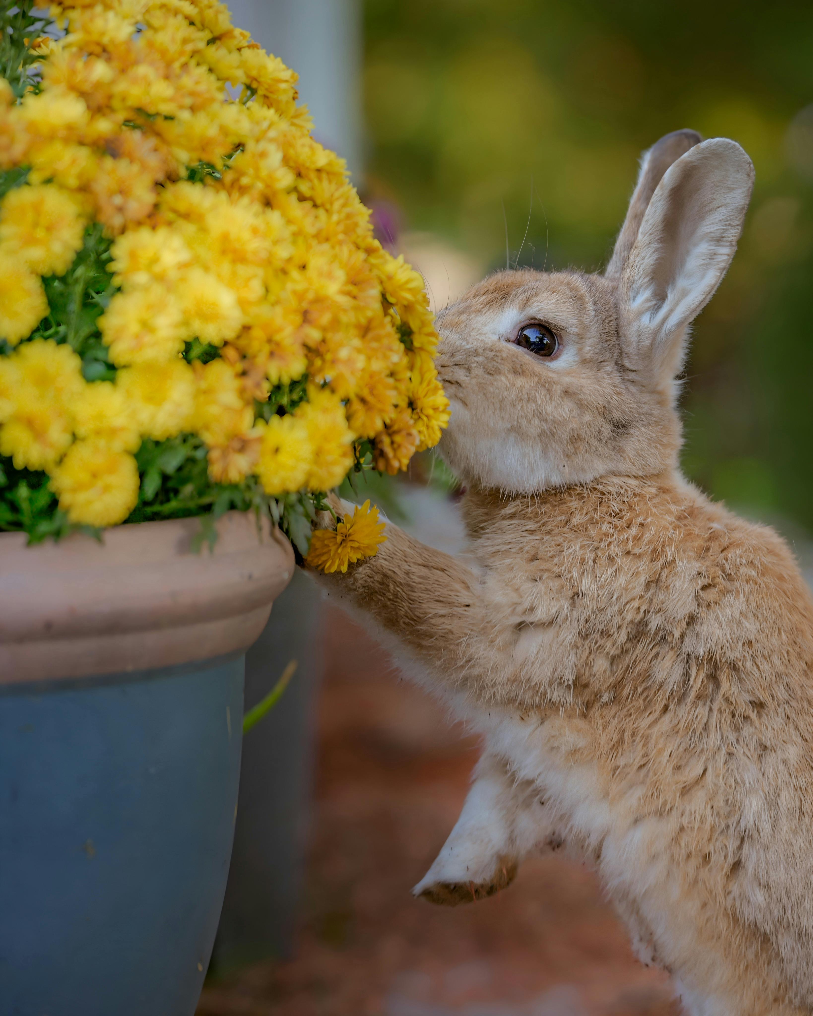 Cute Rabbit Sniffing Yellow Flowers in Fall Setting · Free Stock Photo
