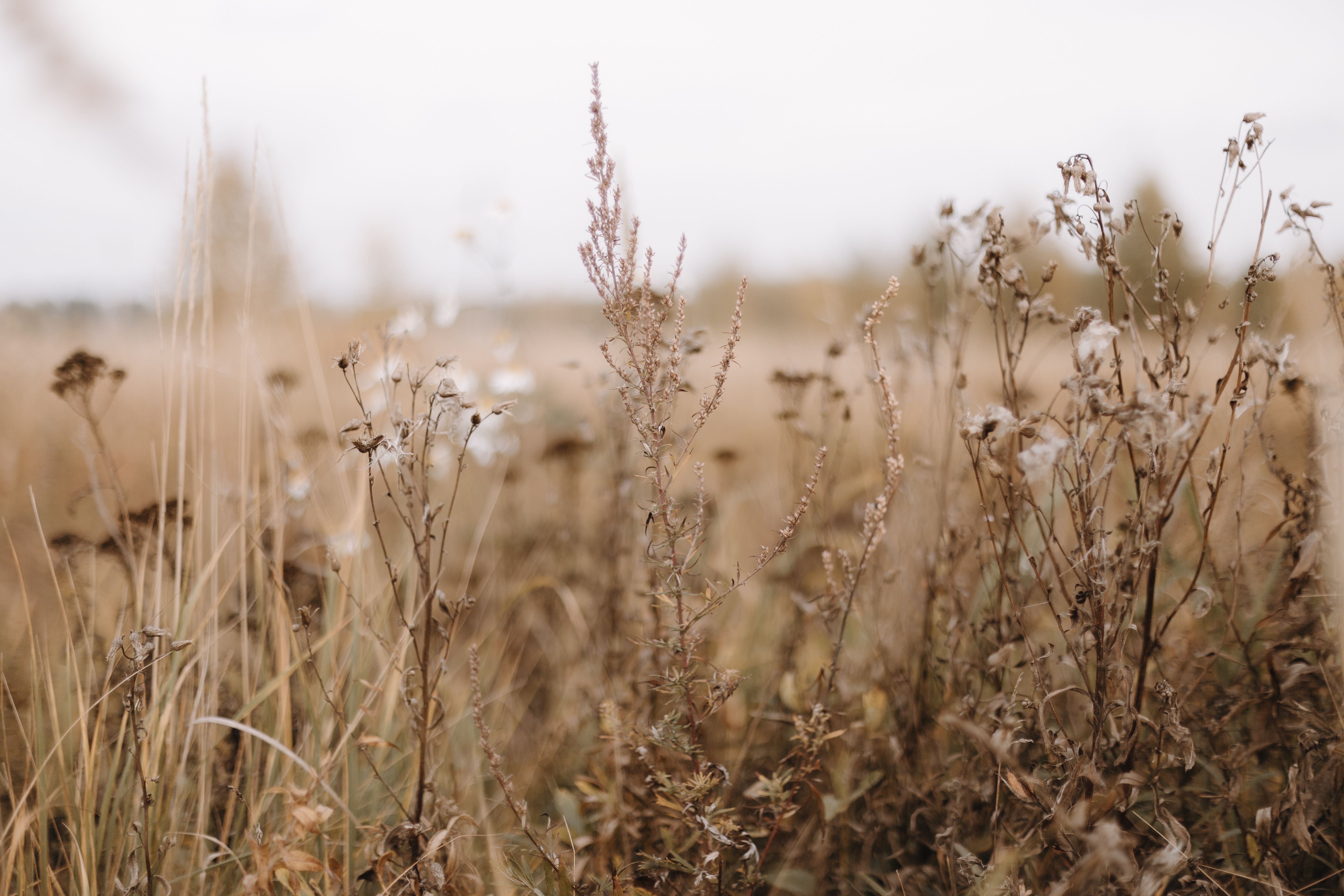 Serene Autumn Field with Dry Wildflowers · Free Stock Photo