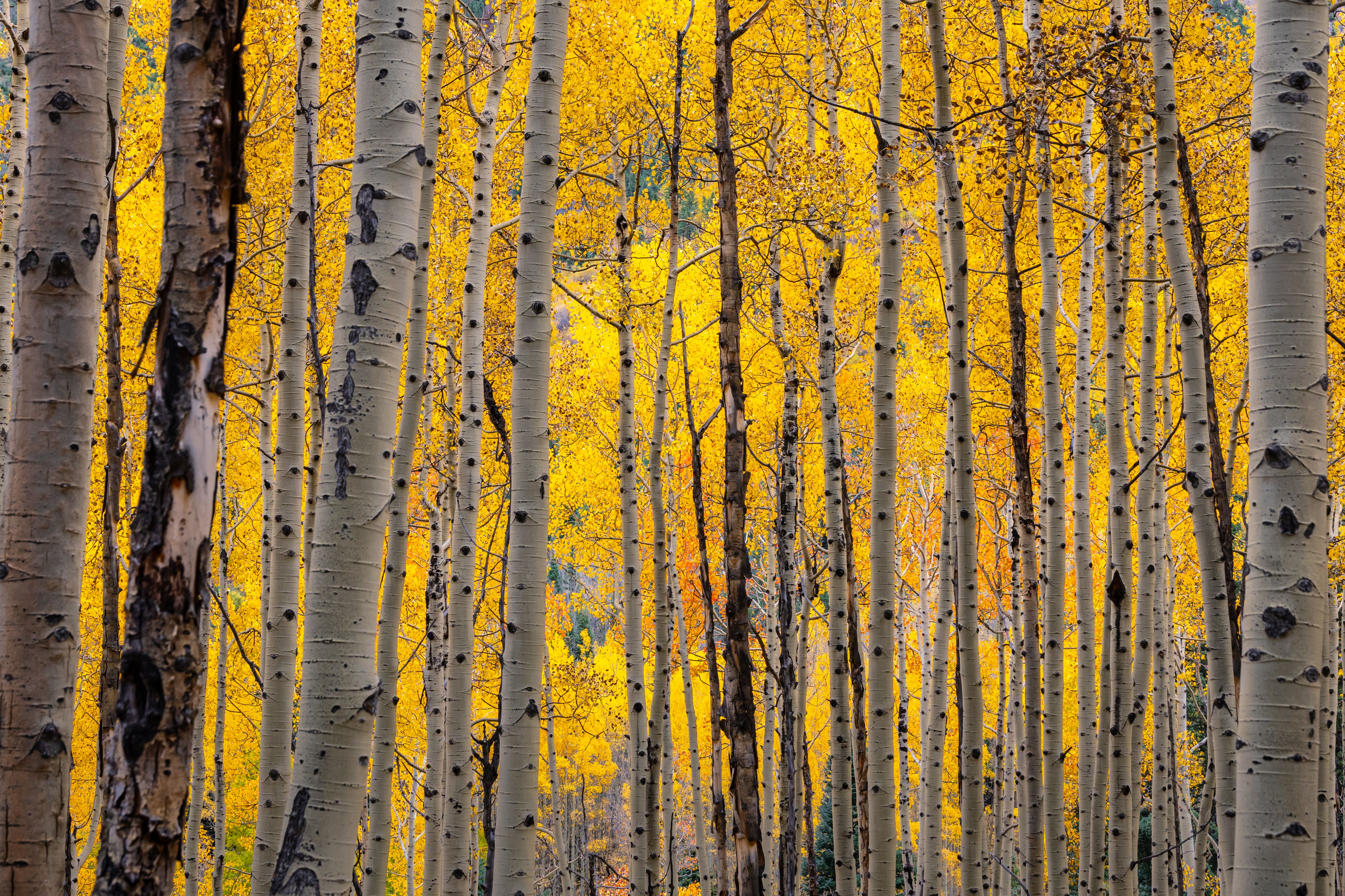 Vibrant Aspen Forest in Colorado During Fall · Free Stock Photo