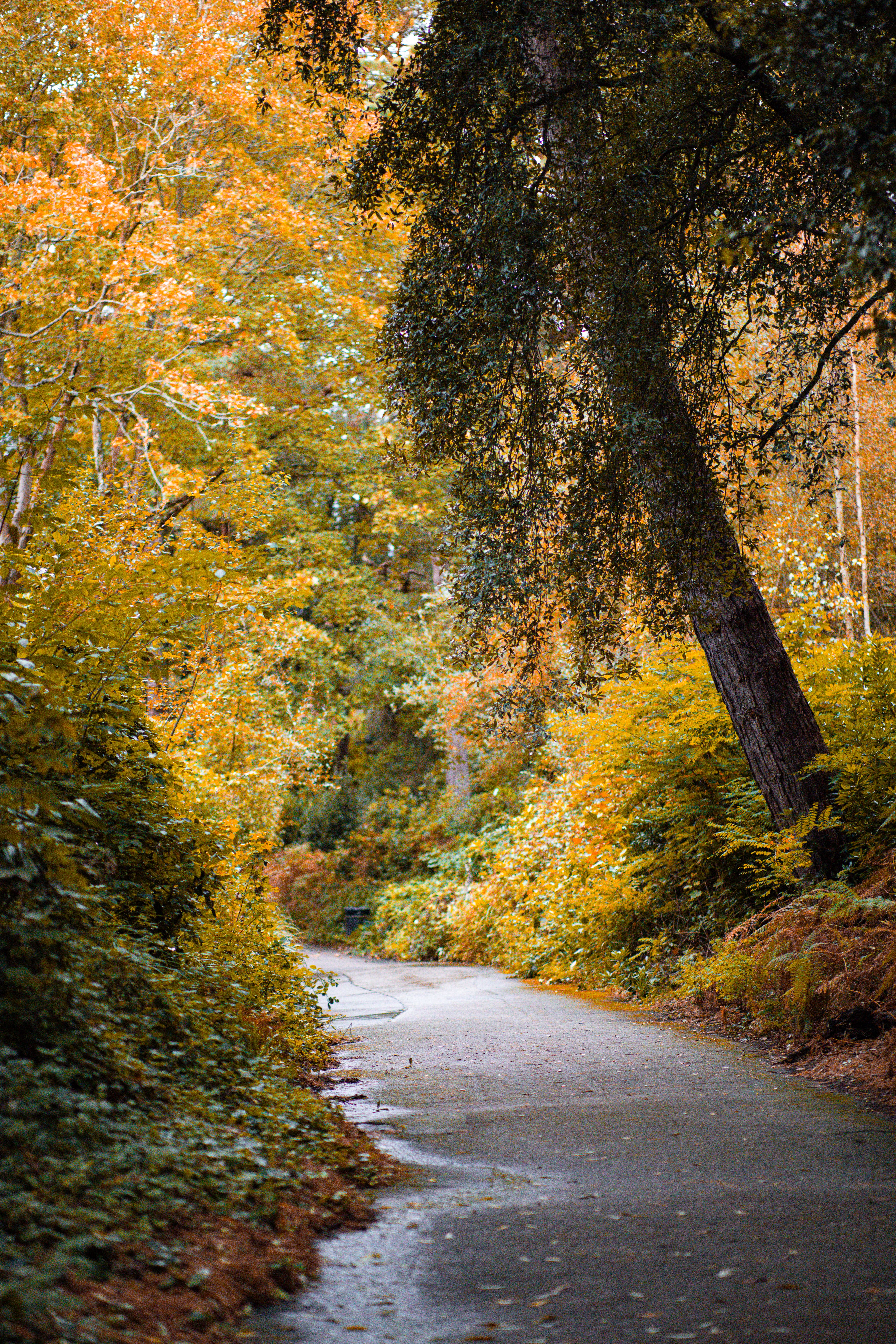 Scenic Autumn Forest Pathway in Bournemouth · Free Stock Photo