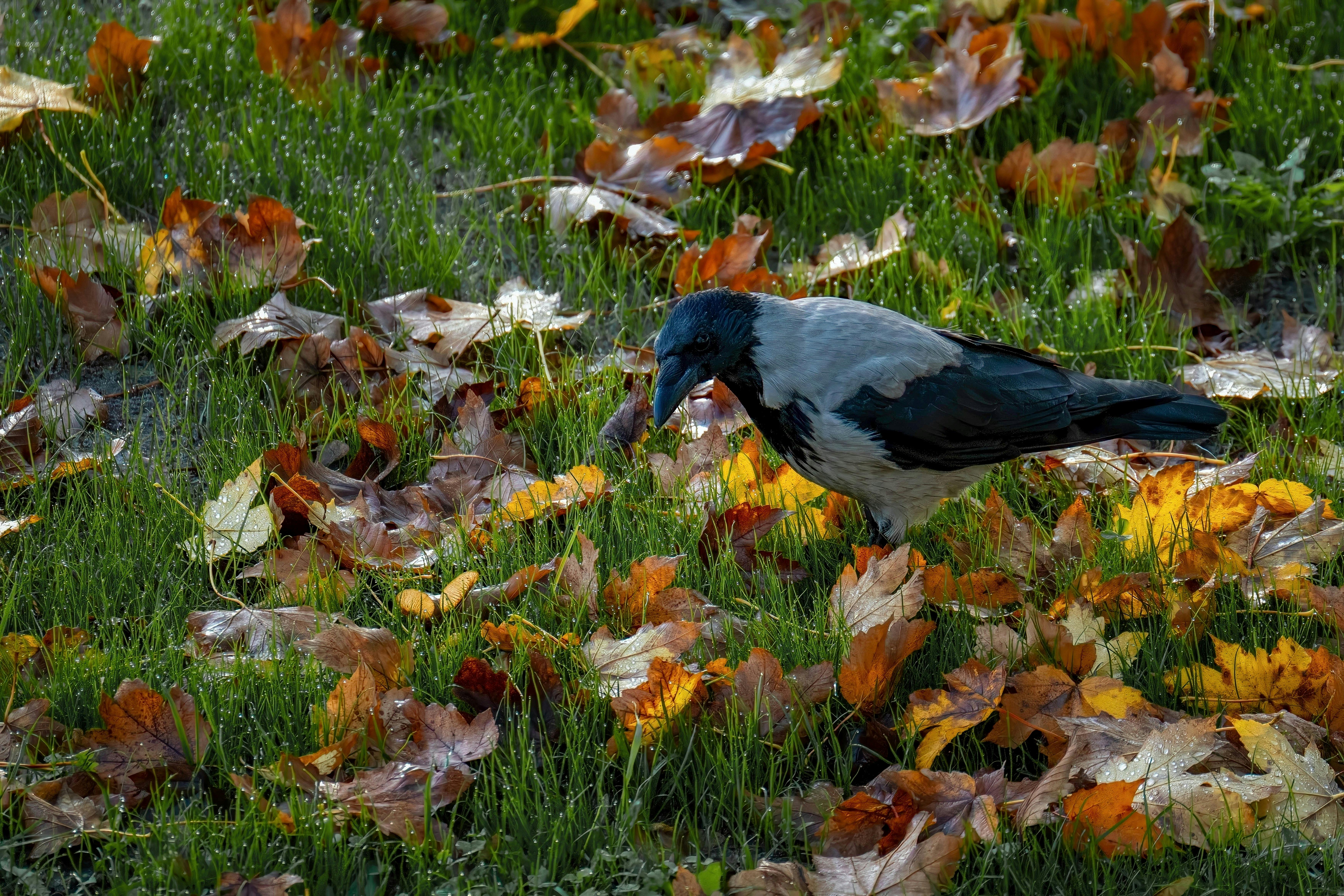Hooded Crow Foraging in Autumn Leaves · Free Stock Photo