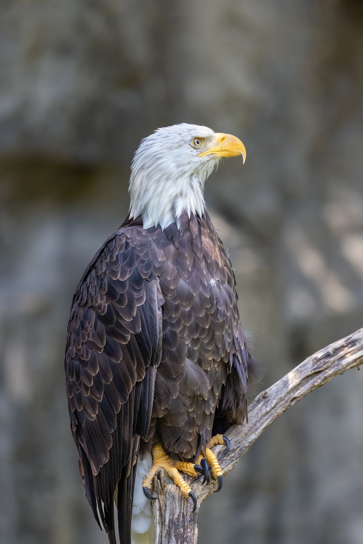 Bald Eagle Desktop Wallpaper Photos, Download The BEST Free Bald Eagle ...