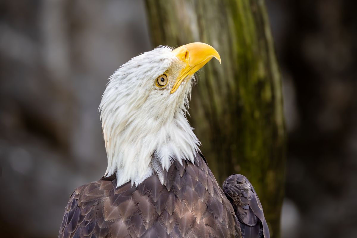 Bald Eagle Desktop Wallpaper Photos, Download The BEST Free Bald Eagle ...