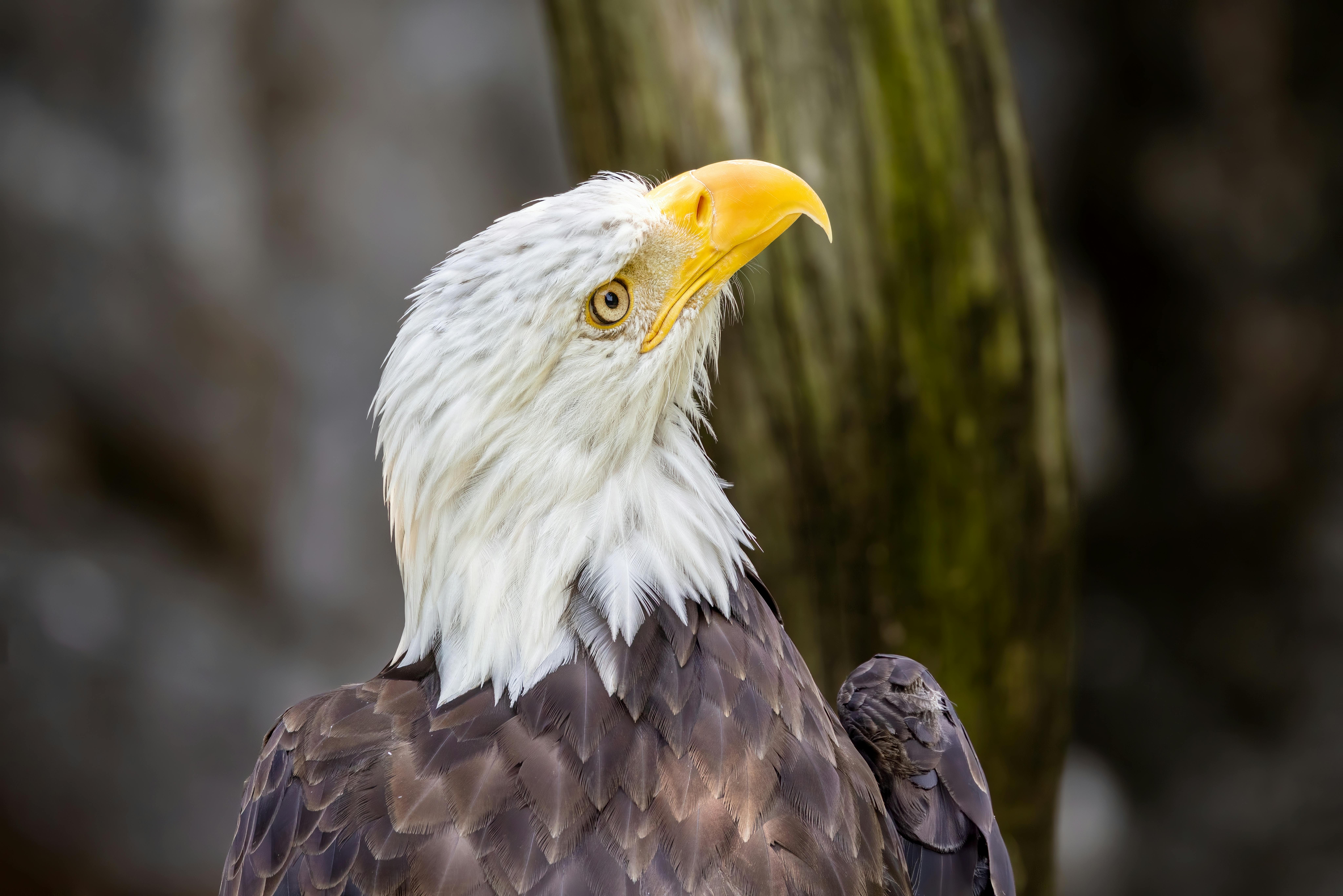 Potret Close Up Elang Botak Yang Megah · Foto Stok Gratis