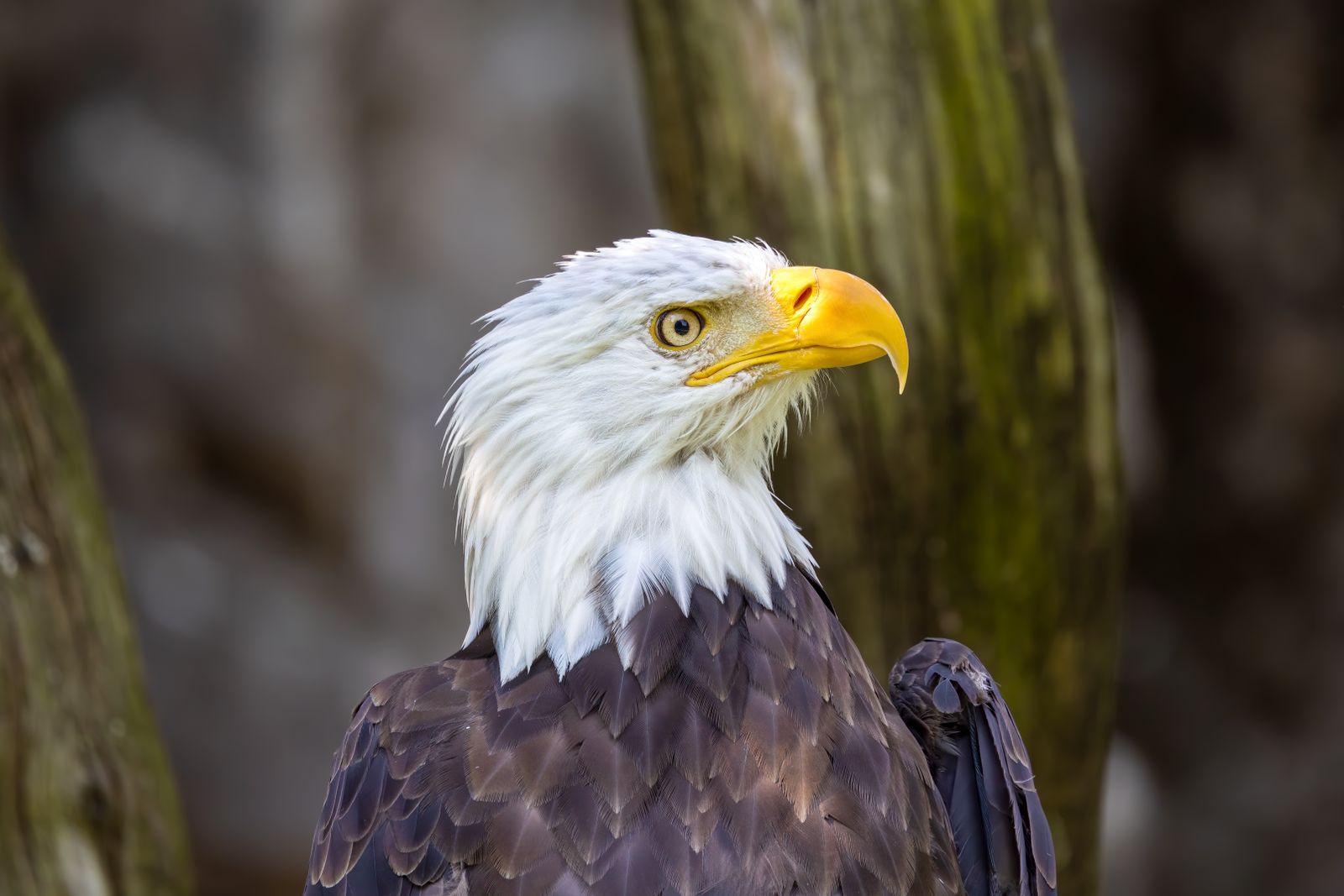 Bald Eagle Desktop Wallpaper Photos, Download The BEST Free Bald Eagle ...