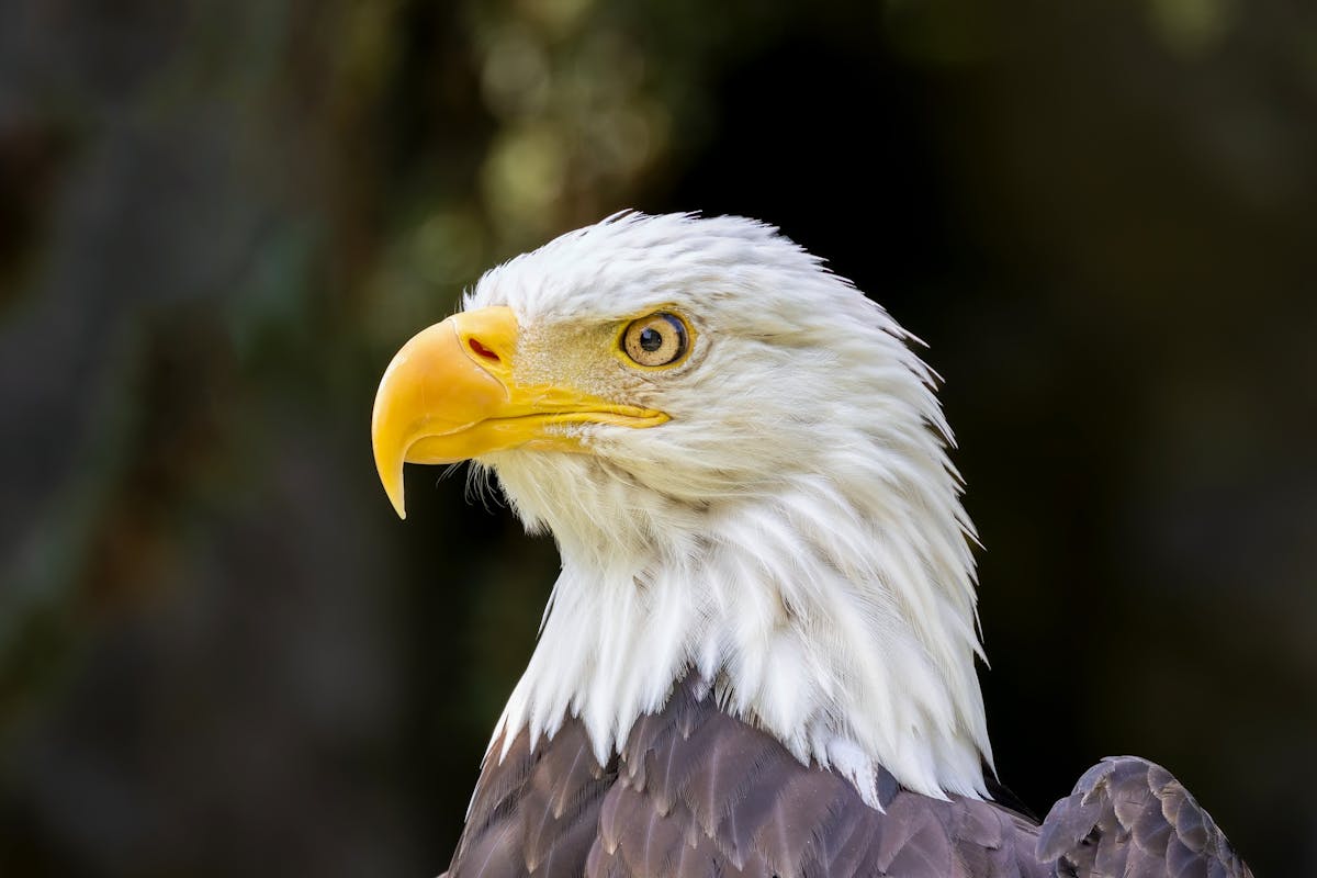 American Bald Eagle: Conservation Success Story