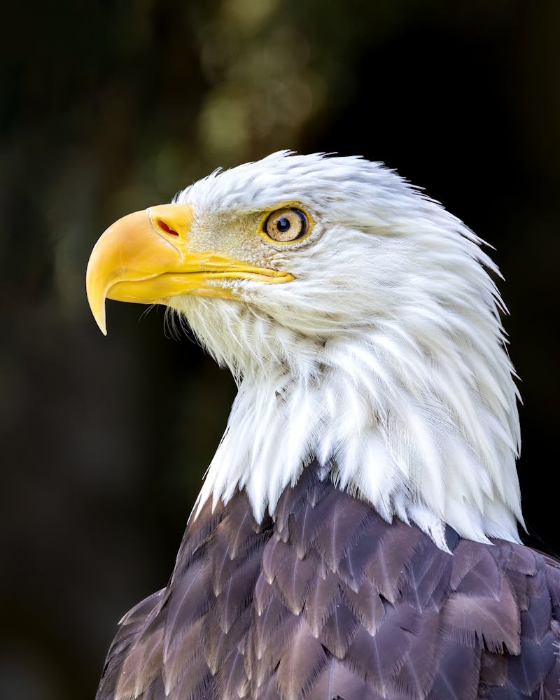 Hd Eagle Photos, Download The BEST Free Hd Eagle Stock Photos & HD Images