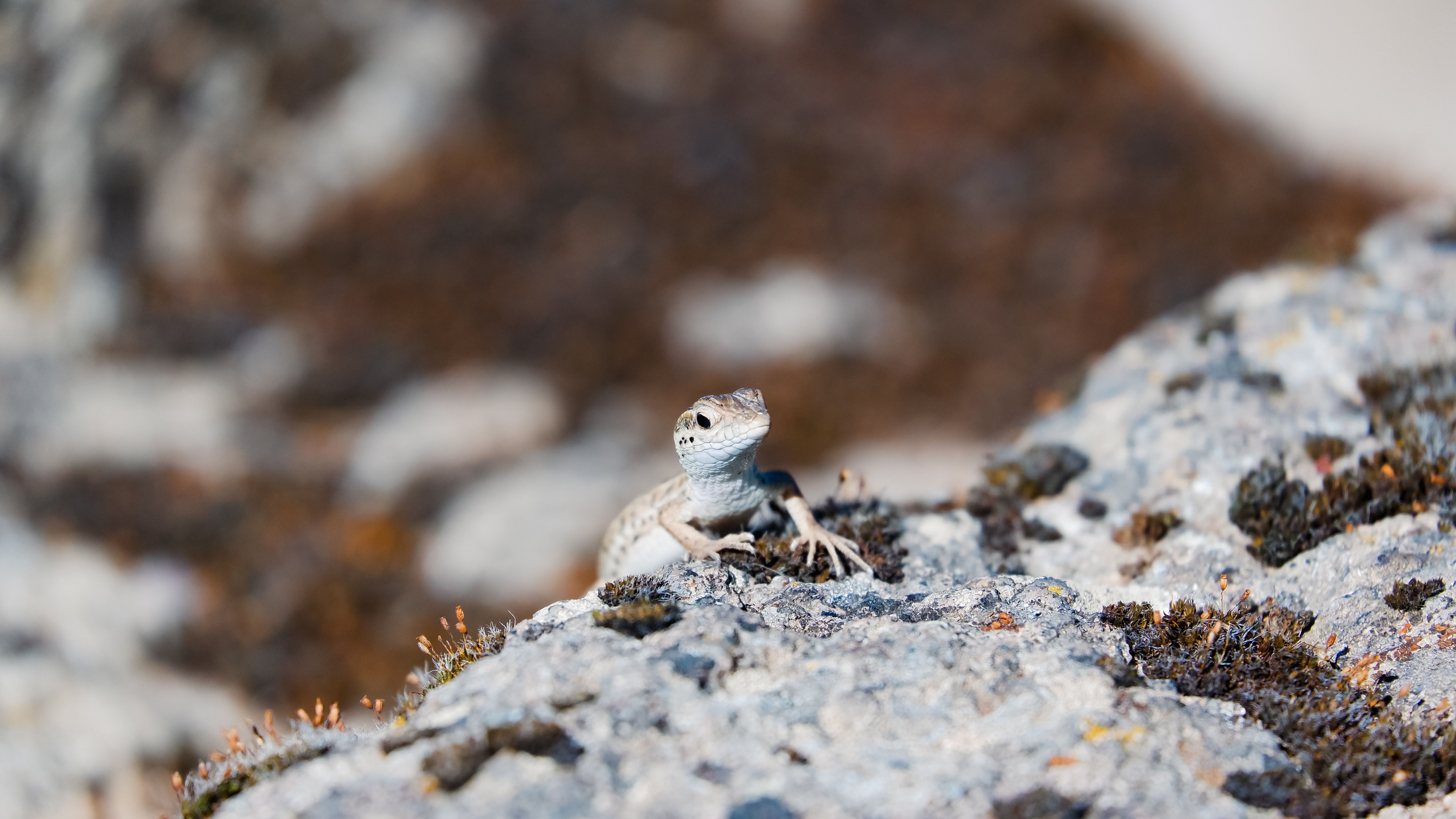 3 000+ Korea Gecko banque d’images et photos libres de droit ...
