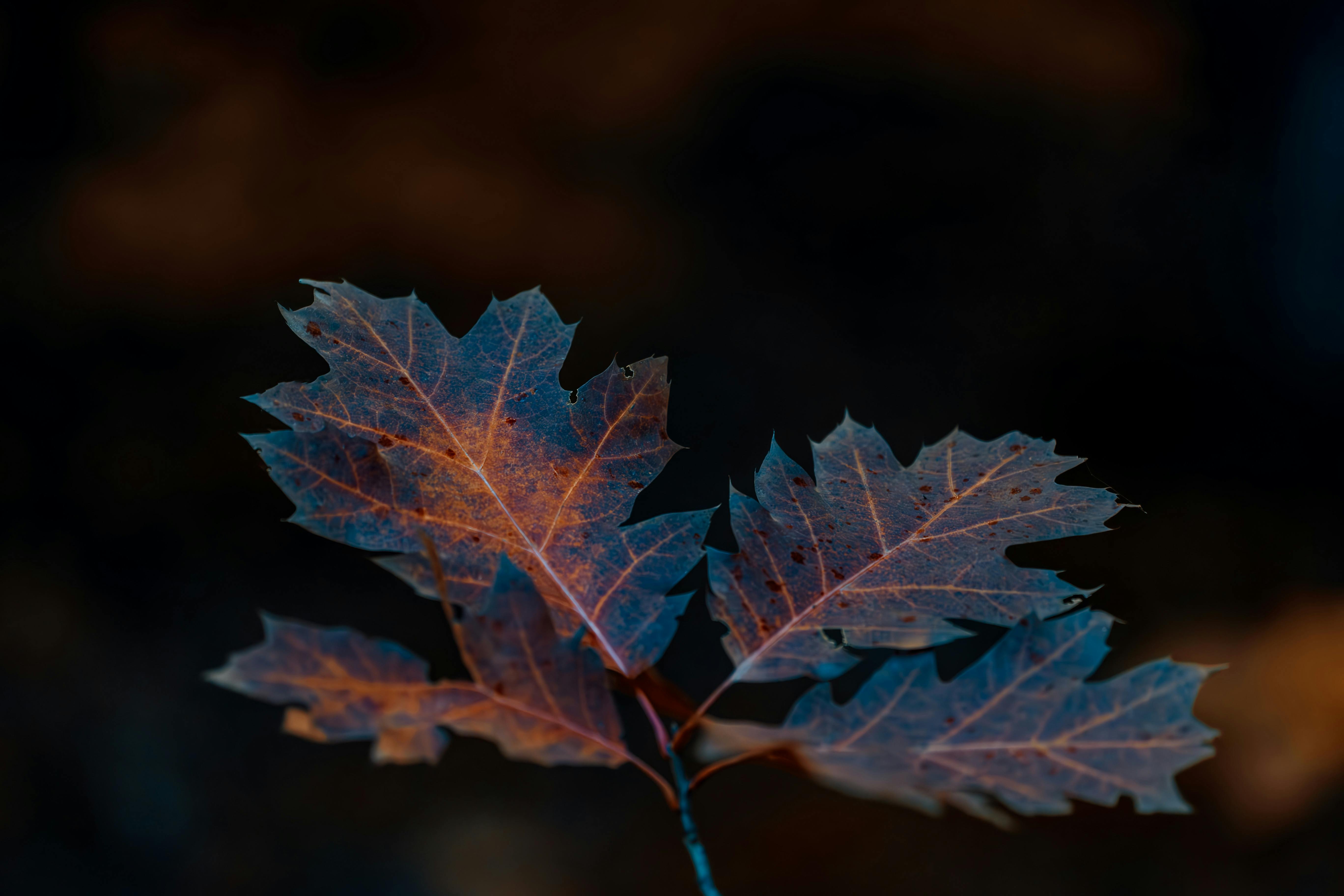 Aliaksei Semirski - 写真