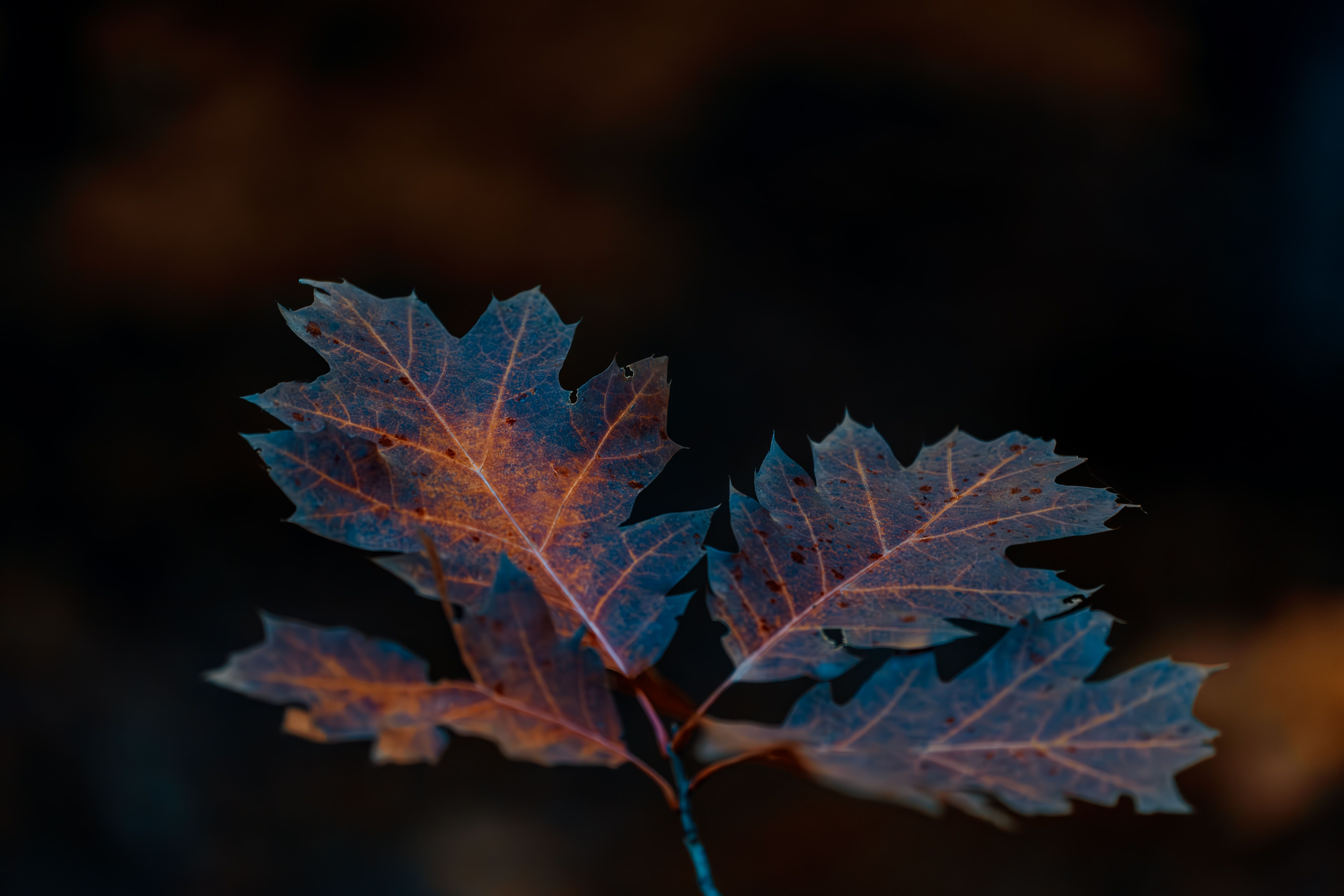 Close-up of Autumn Oak Leaves in Moody Light · Free Stock Photo