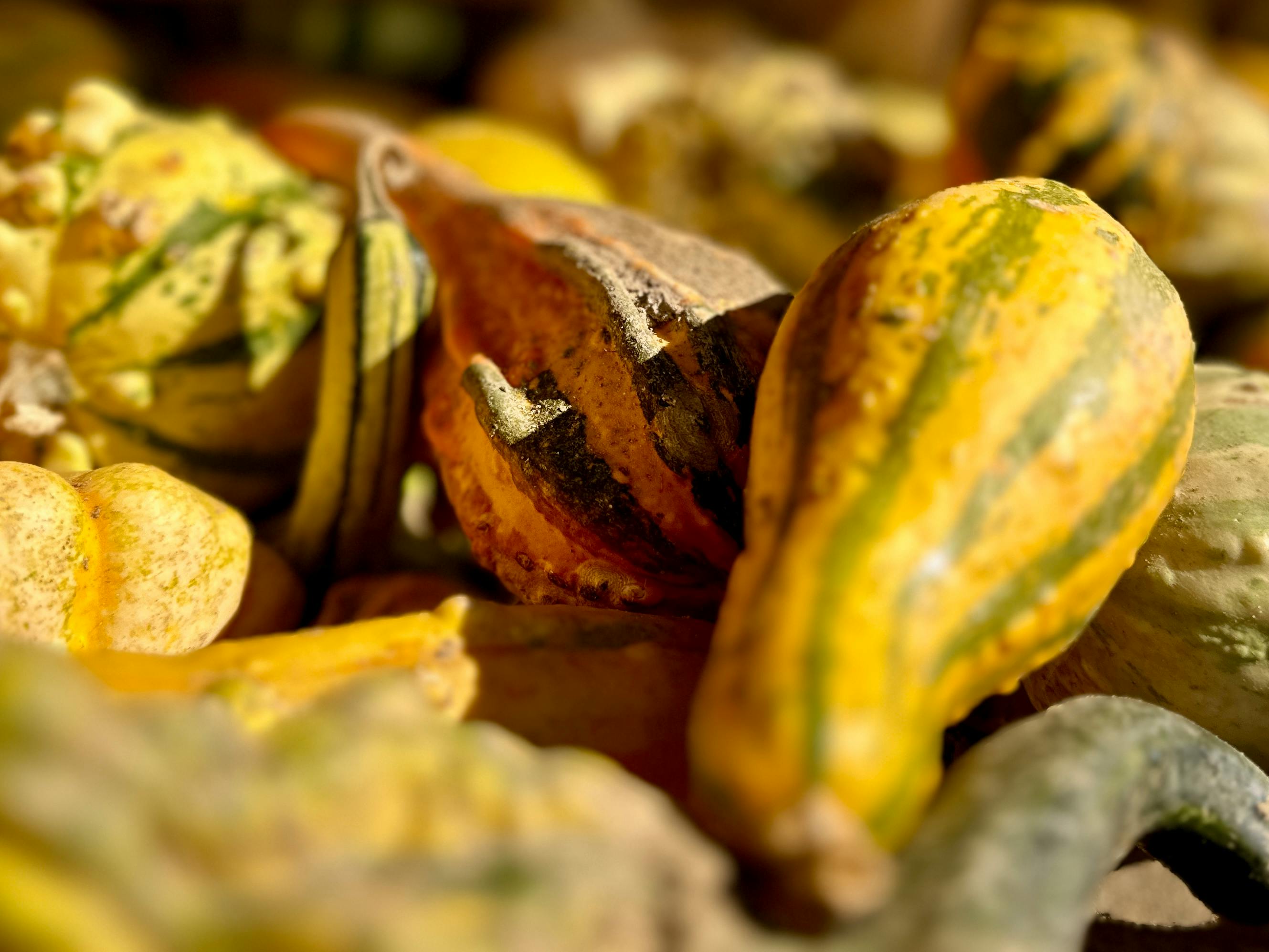 Vibrant Autumn Gourds in Natural Light · Free Stock Photo