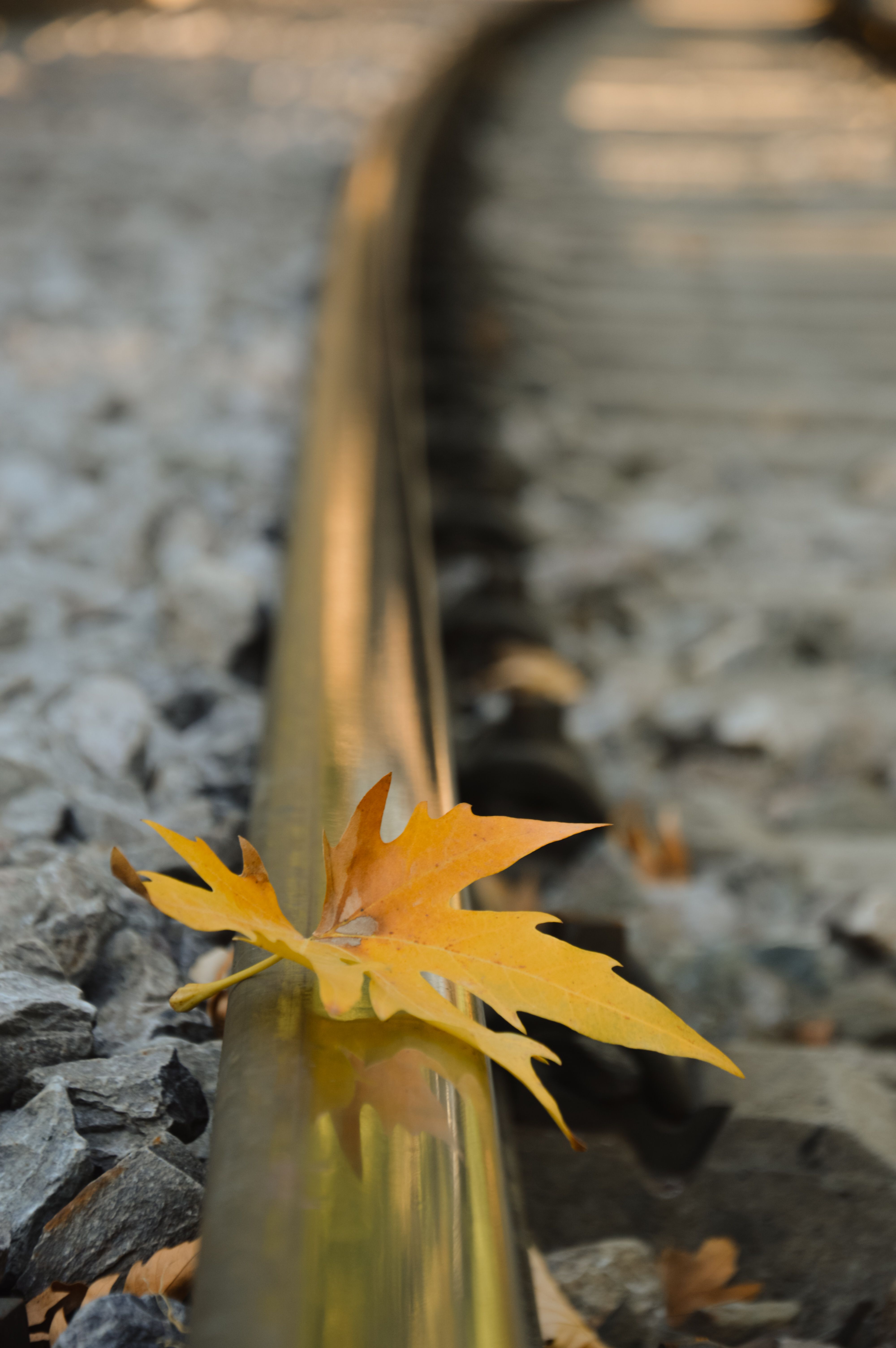 Golden Autumn Leaf on Railway Track · Free Stock Photo