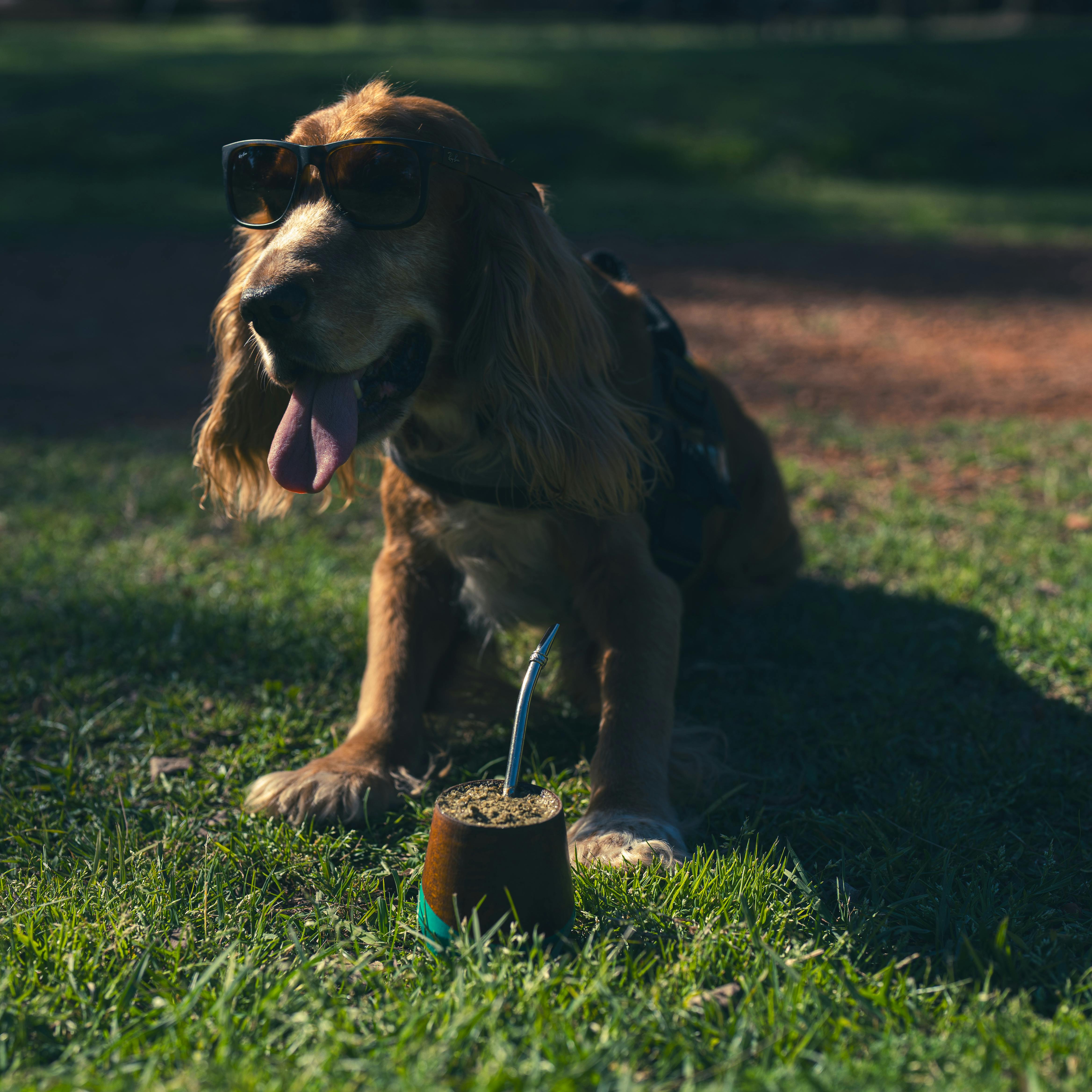 Cocker Spaniel with Sunglasses Relaxing Outdoors · Free Stock Photo
