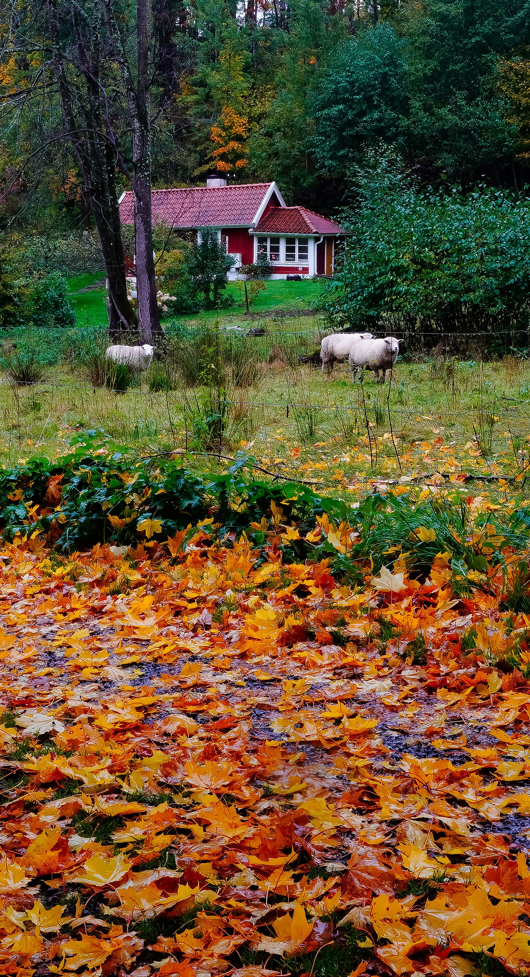 Charming Cottage Amidst Autumn Foliage and Sheep · Free Stock Photo