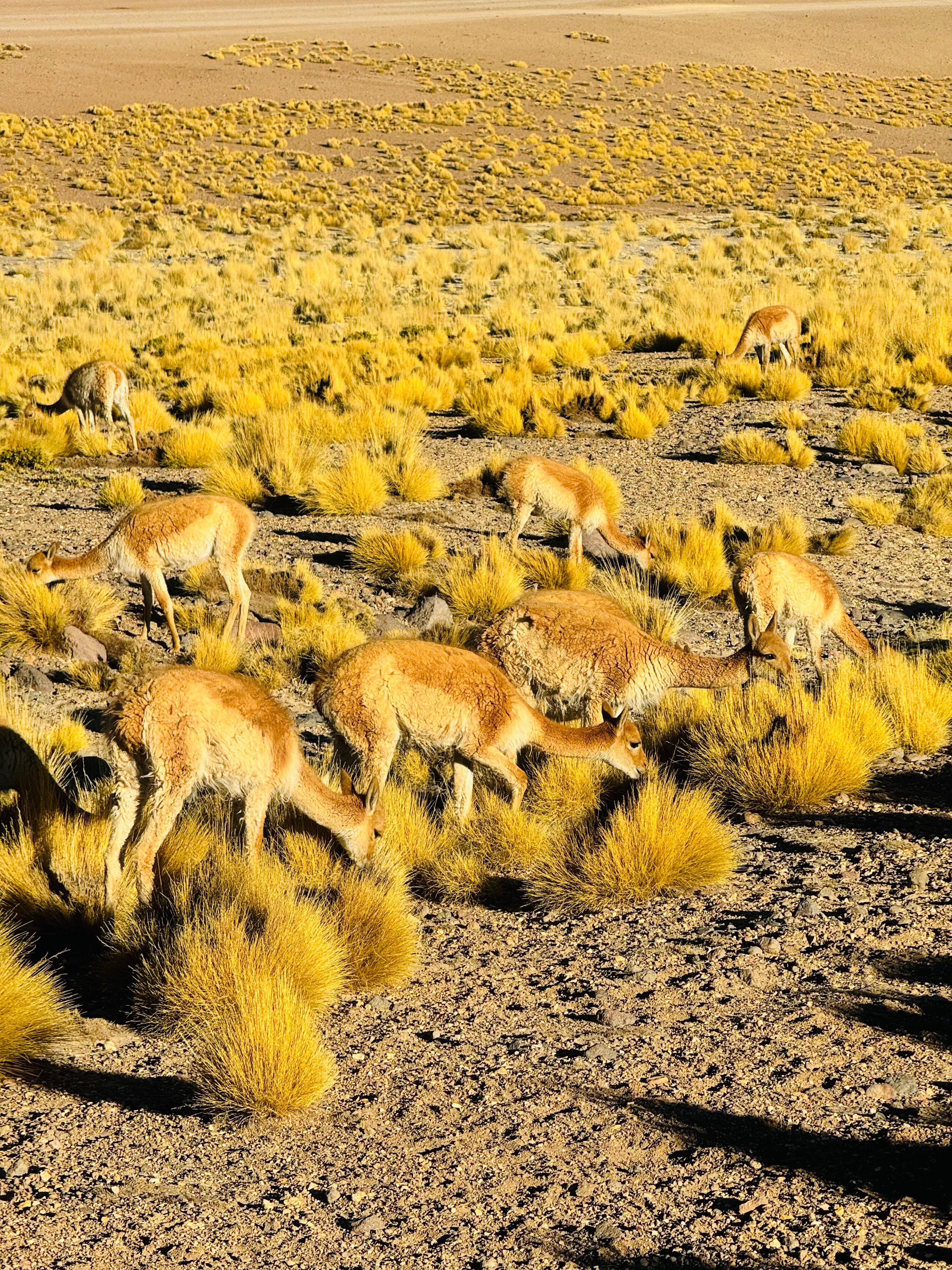 Dry Grass Landscape Photos, Download The BEST Free Dry Grass Landscape ...