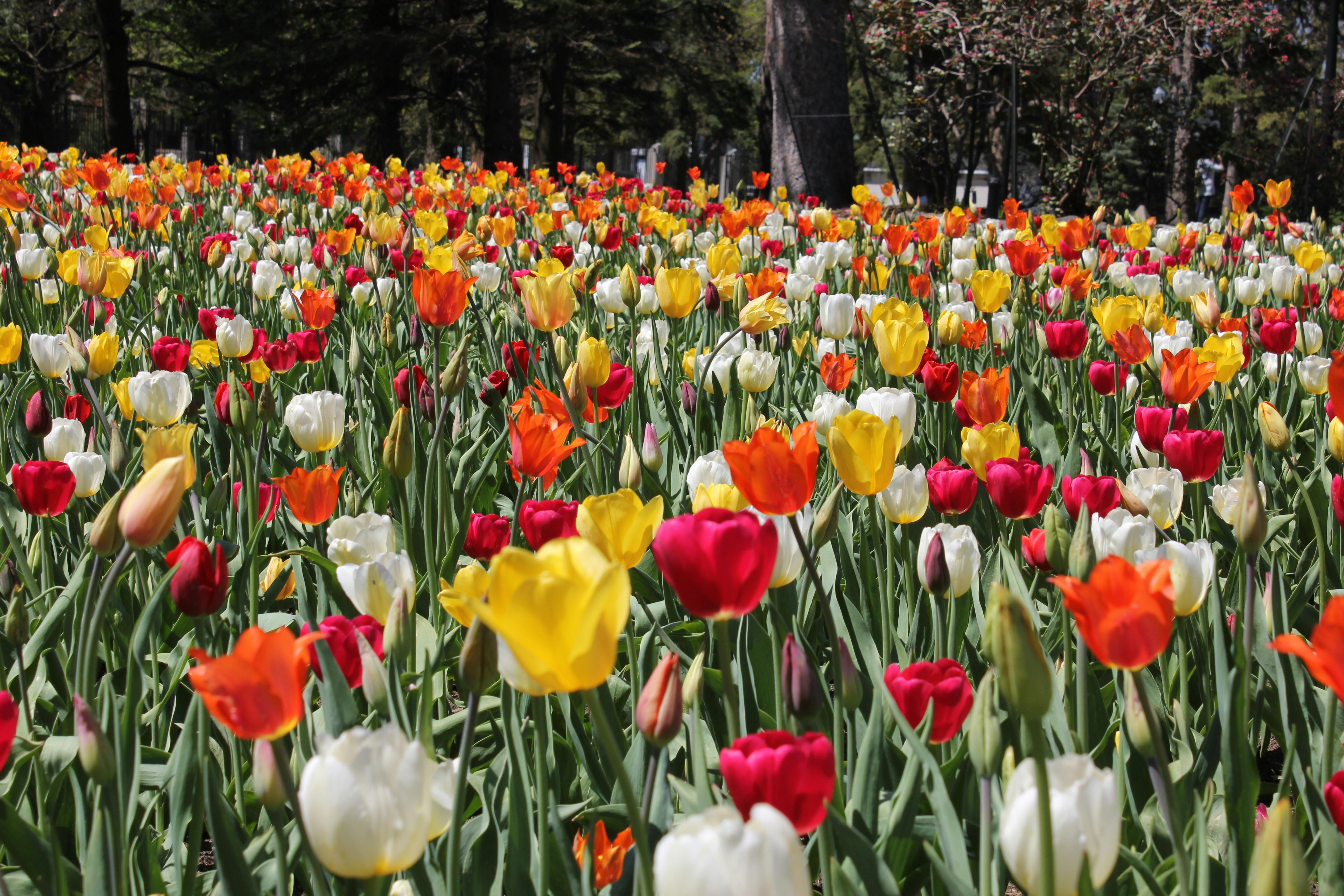 Vibrant Spring Tulip Garden in Bloom · Free Stock Photo