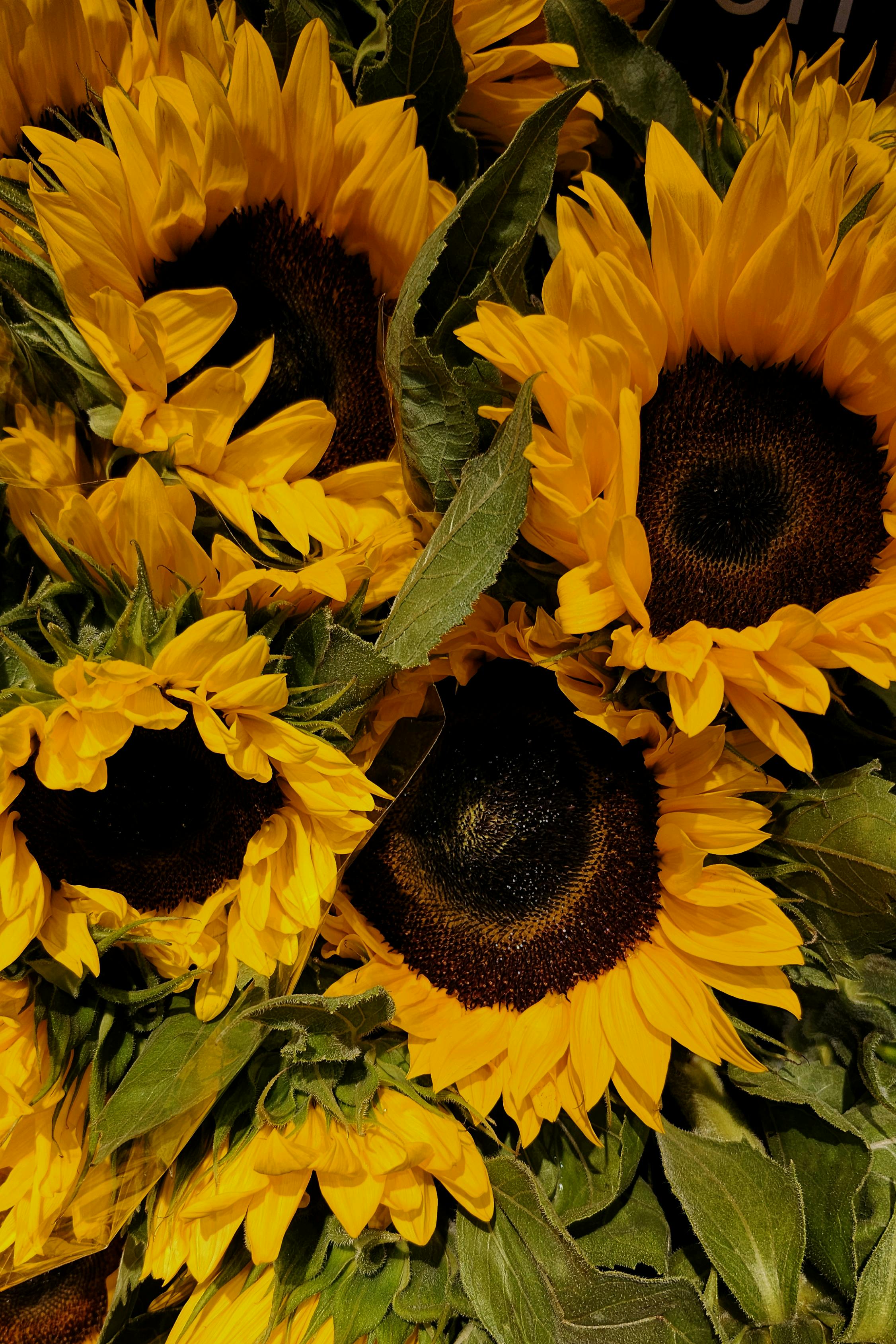 Summer Texture Photos, Download The BEST Free Summer Texture Stock ...