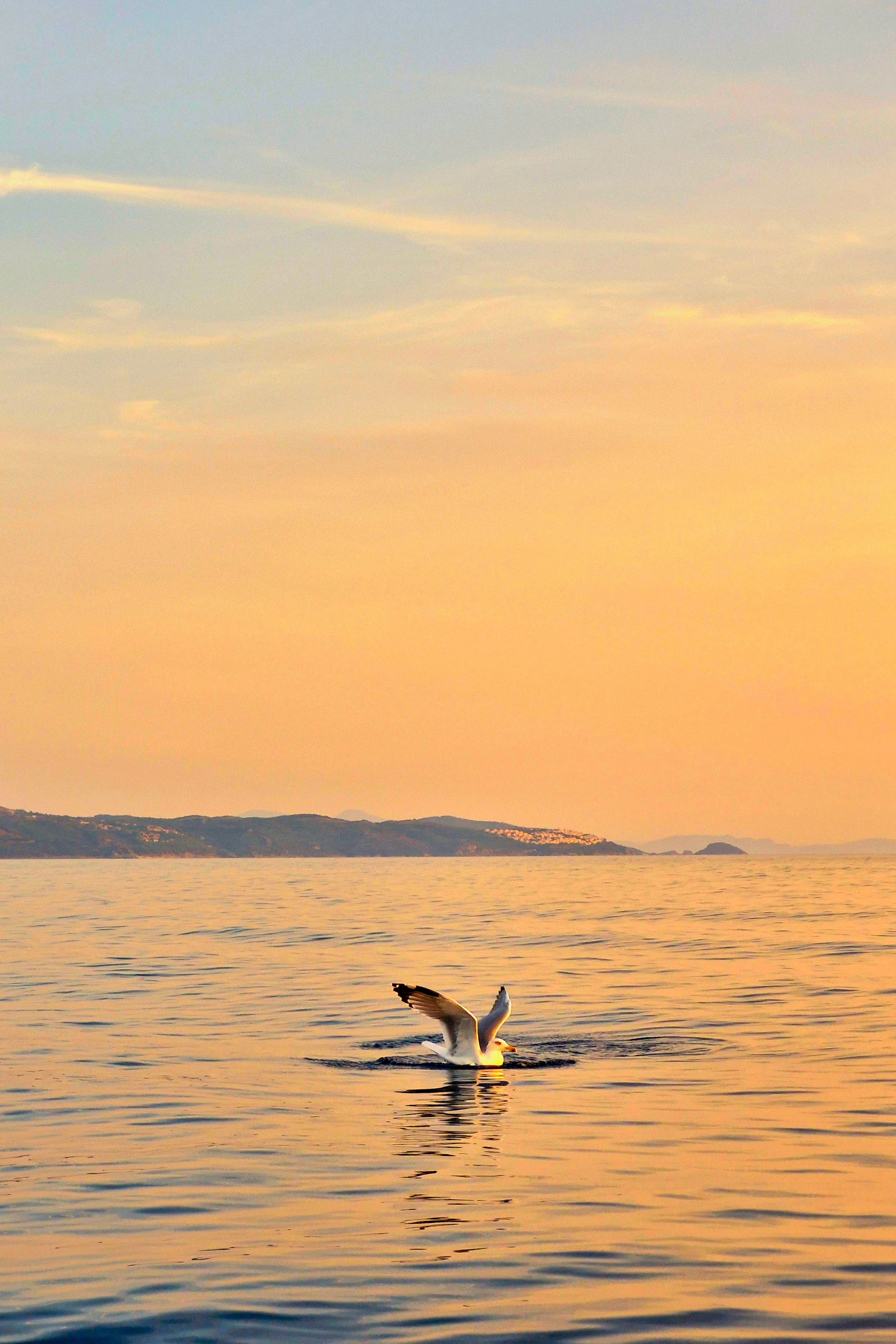 Atardecer Sereno En El Océano Con Delfines Saltando · Foto de stock ...