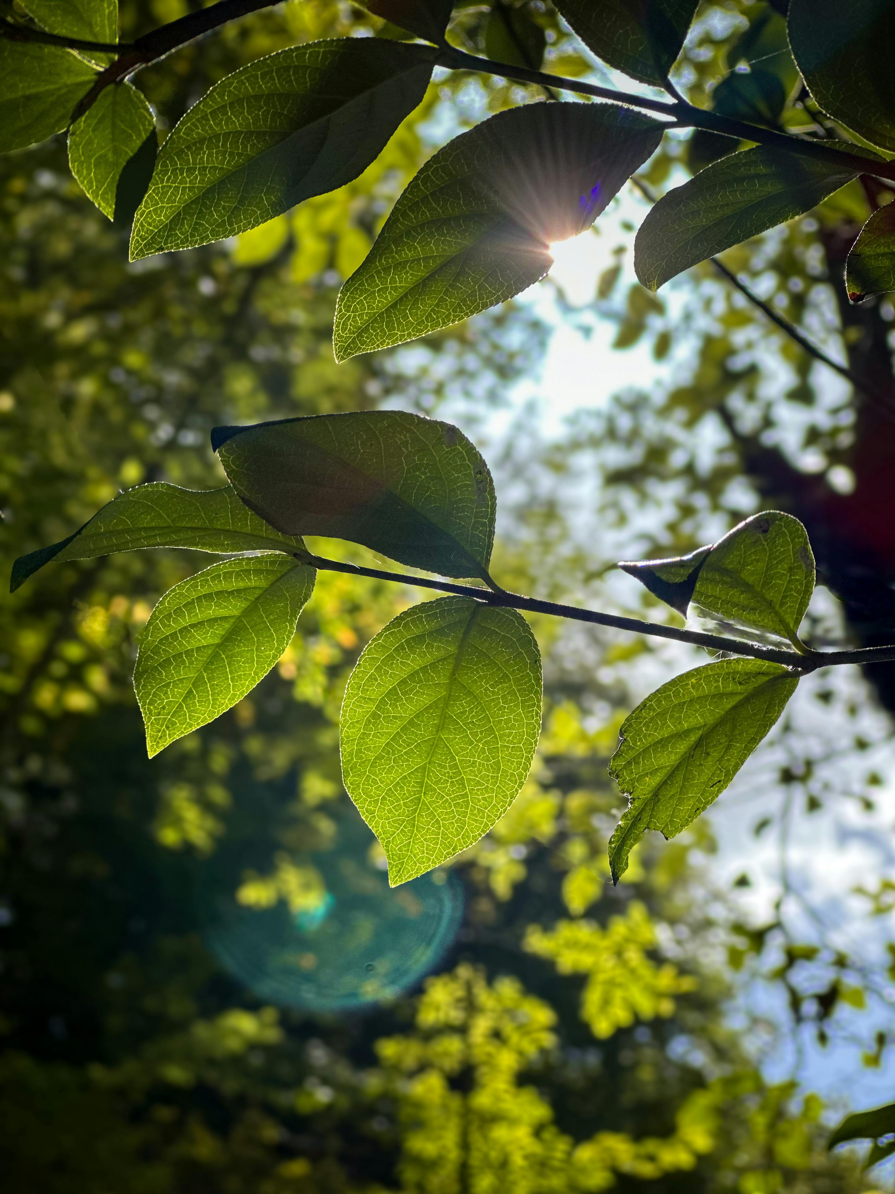 sohaib Mohammed - Photography