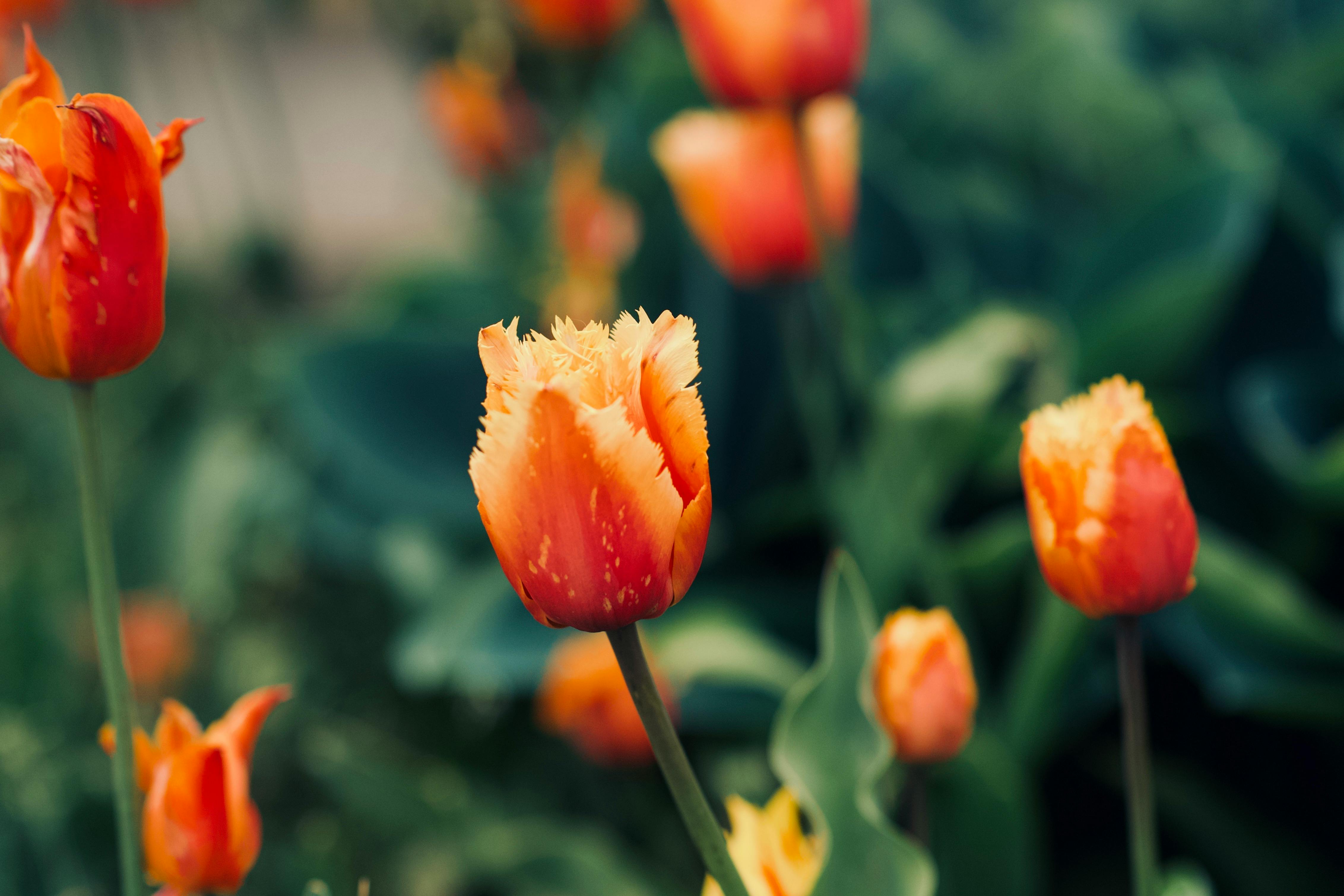 Golap Flowers Photos, Download The BEST Free Golap Flowers Stock Photos ...