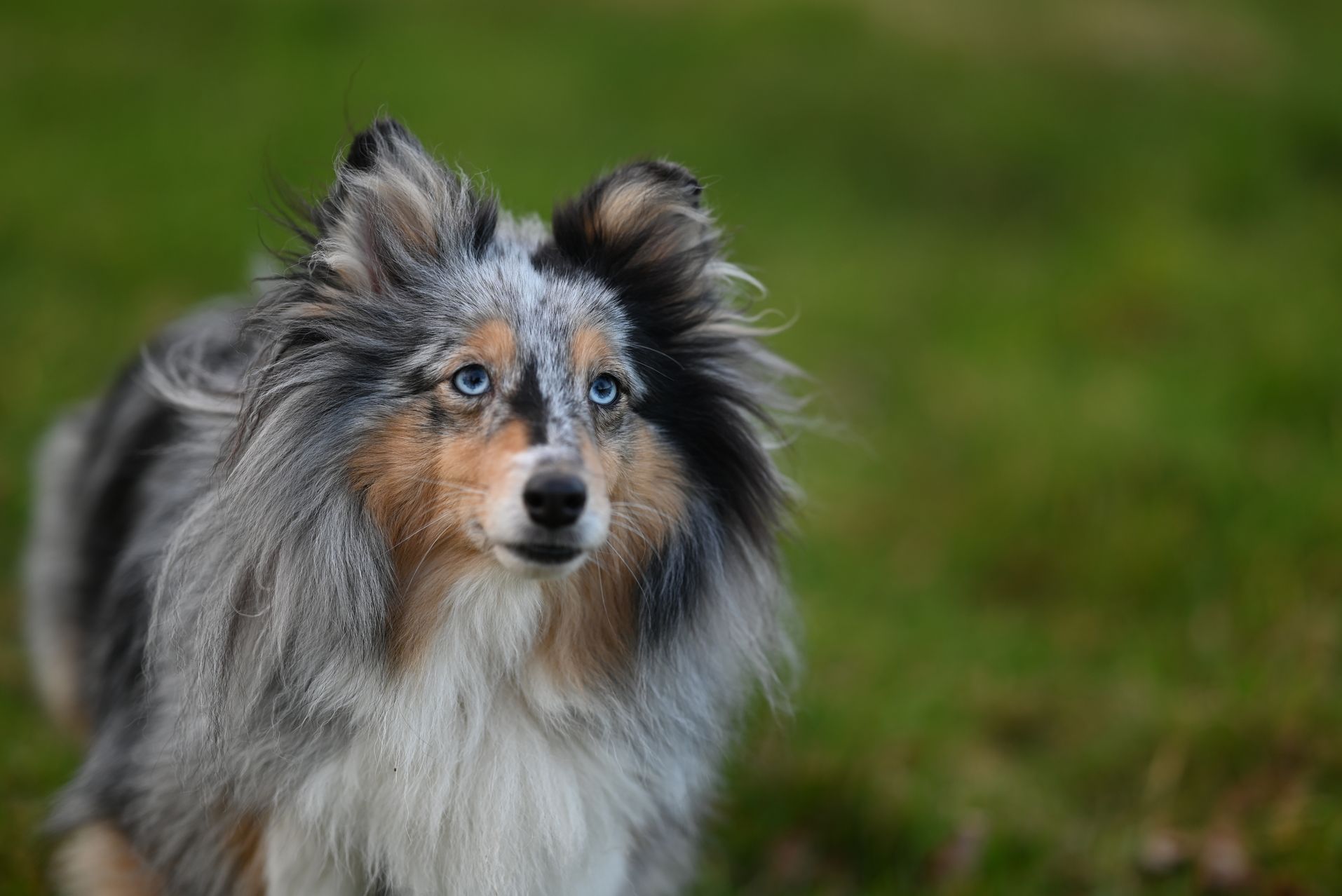 Shetland Sheepdog Growth Chart: Puppy to Adult Size Guide