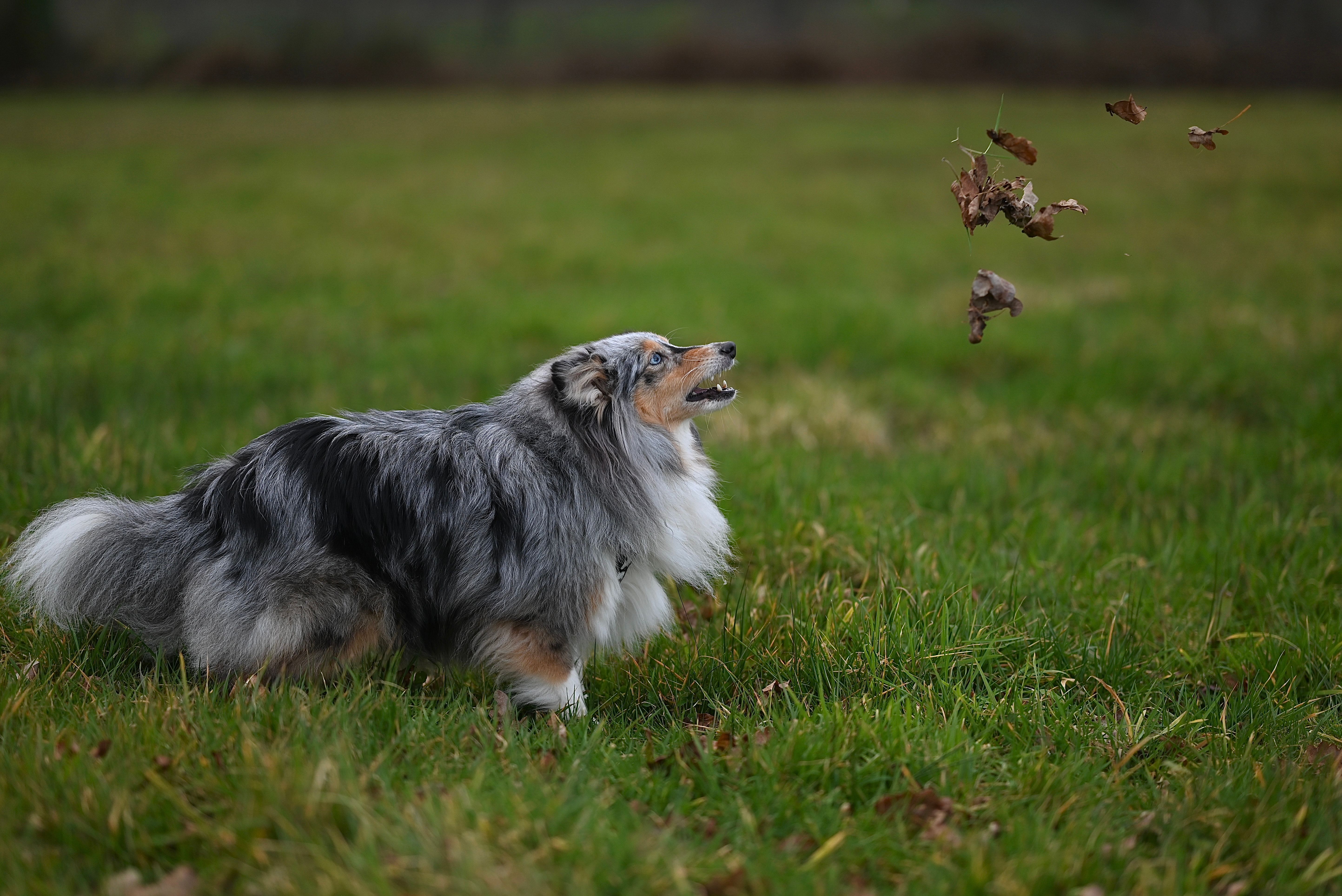 Playful Shetland Sheepdog in Lush Green Field · Free Stock Photo