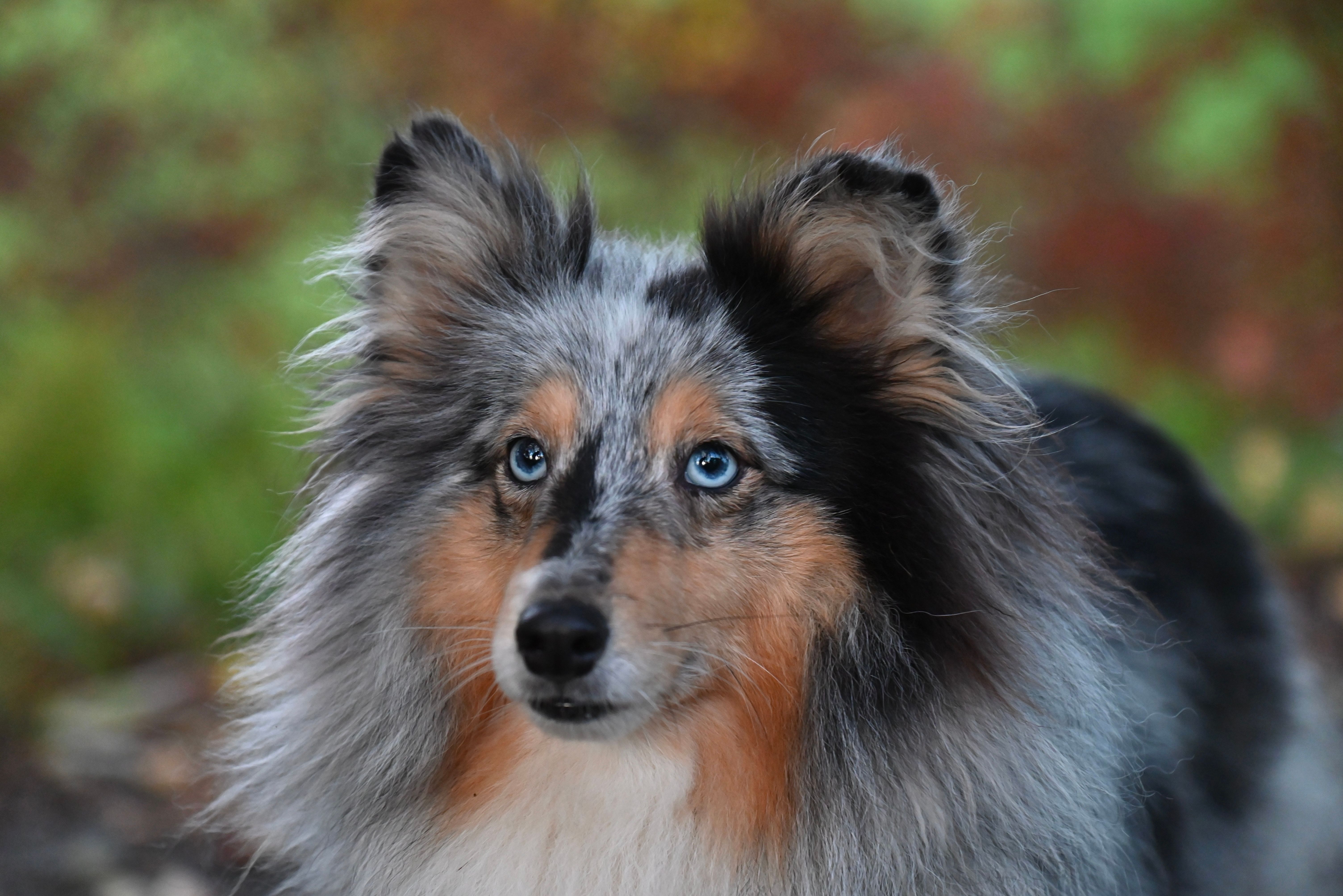 Close-up of a Blue Merle Shetland Sheepdog Outdoors · Free Stock Photo