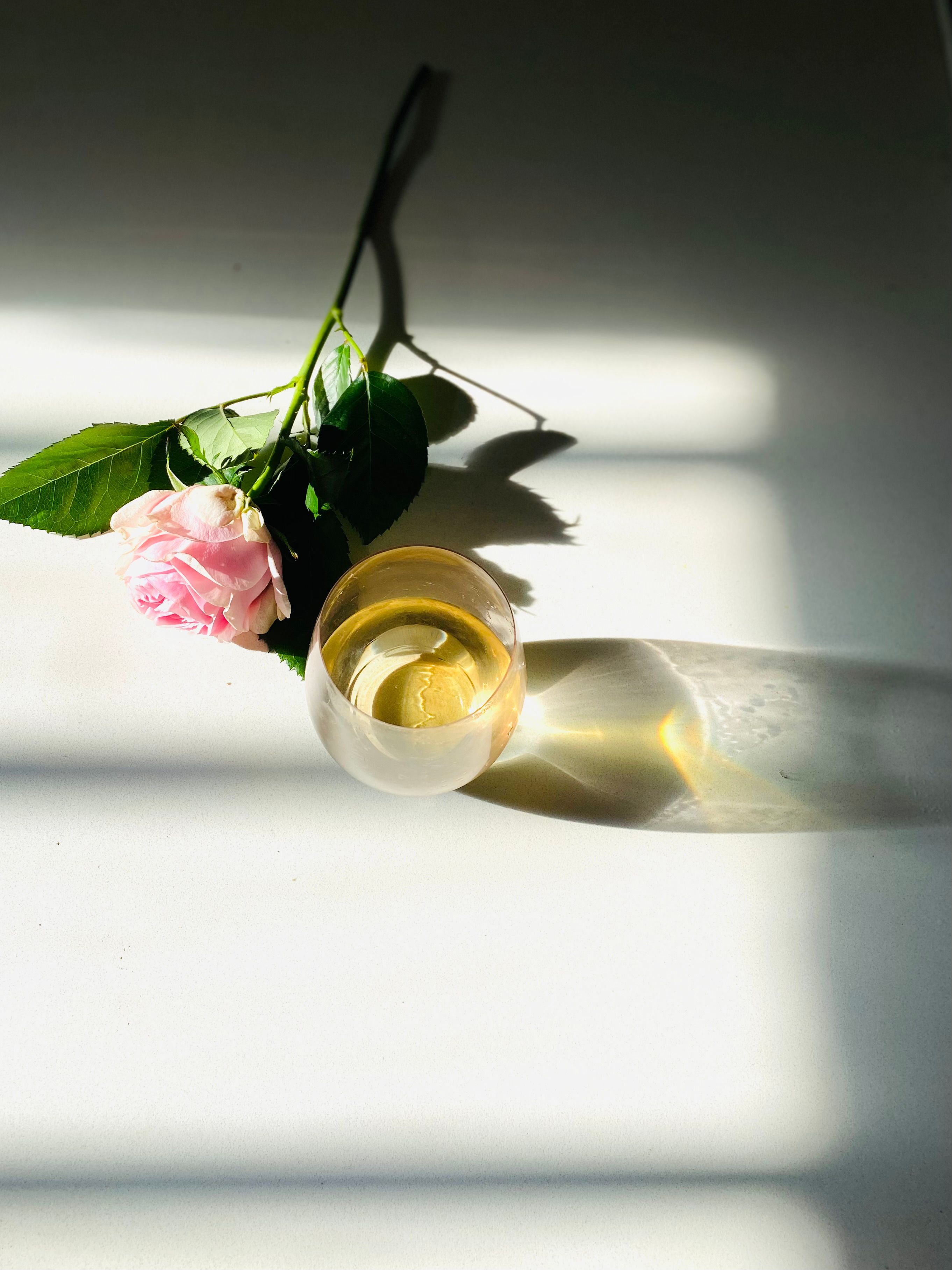 Gaza Rosa Photos, Download The BEST Free Gaza Rosa Stock Photos & HD Images