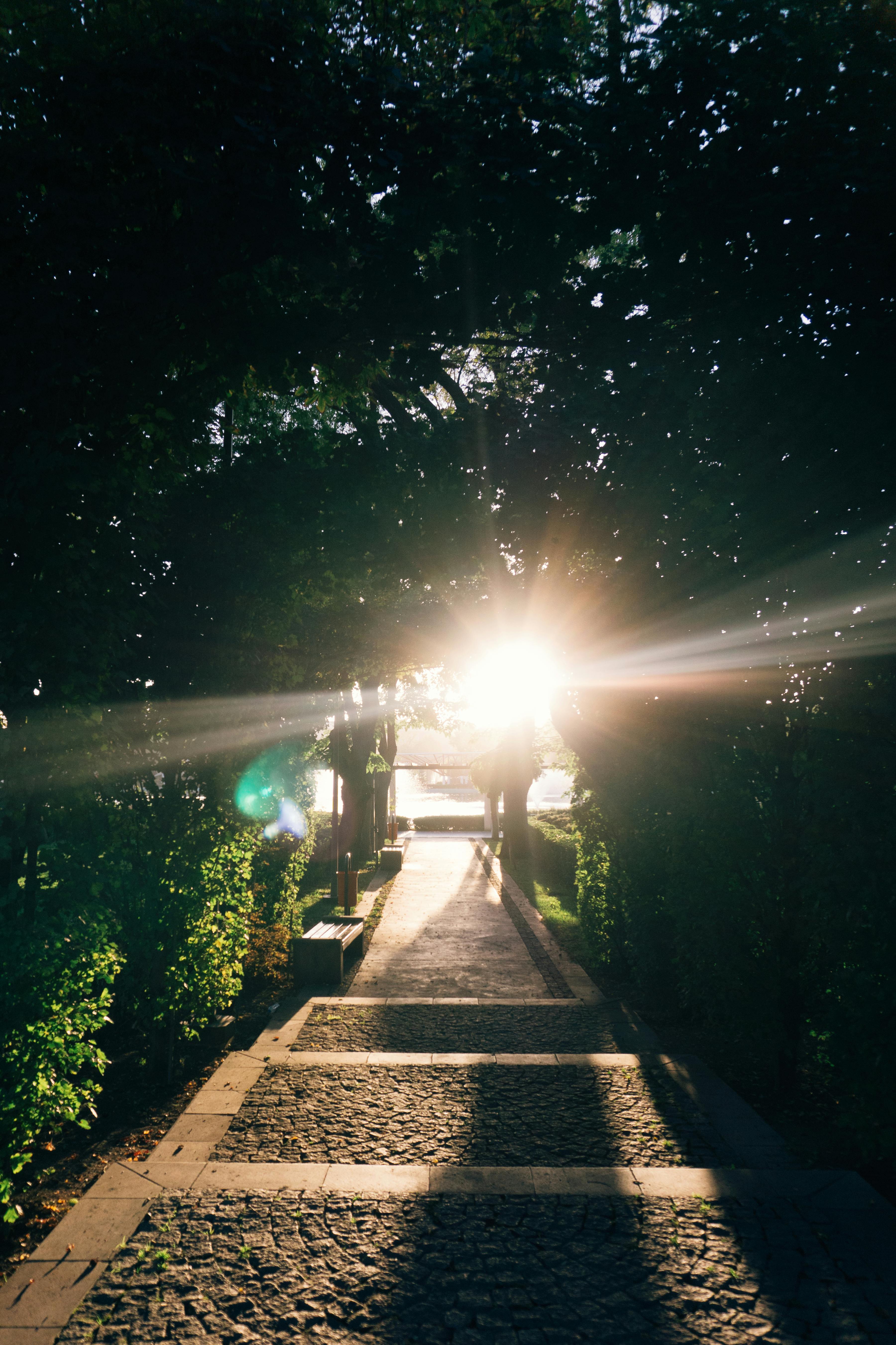 Sunlit Pathway in Lush Garden Setting · Free Stock Photo