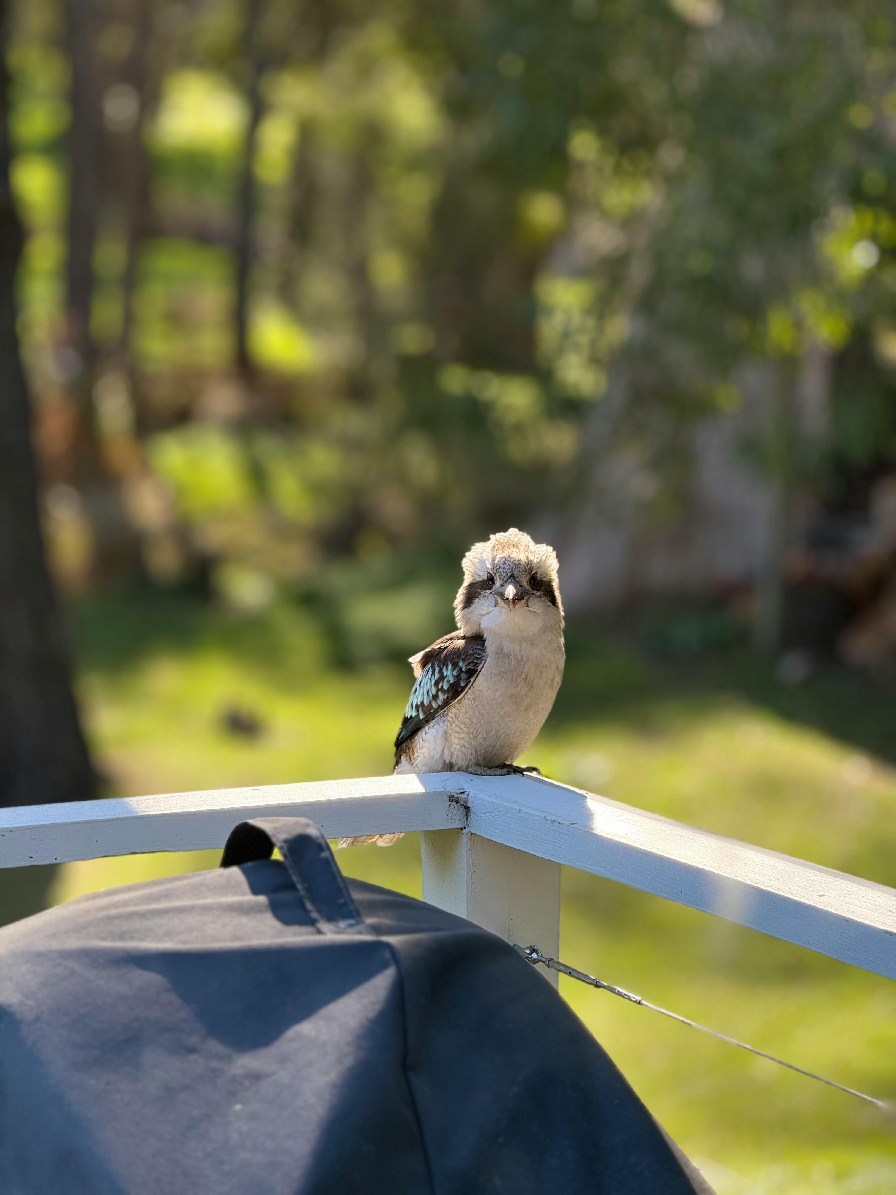 Kookaburra Photos, Download The BEST Free Kookaburra Stock Photos & HD ...
