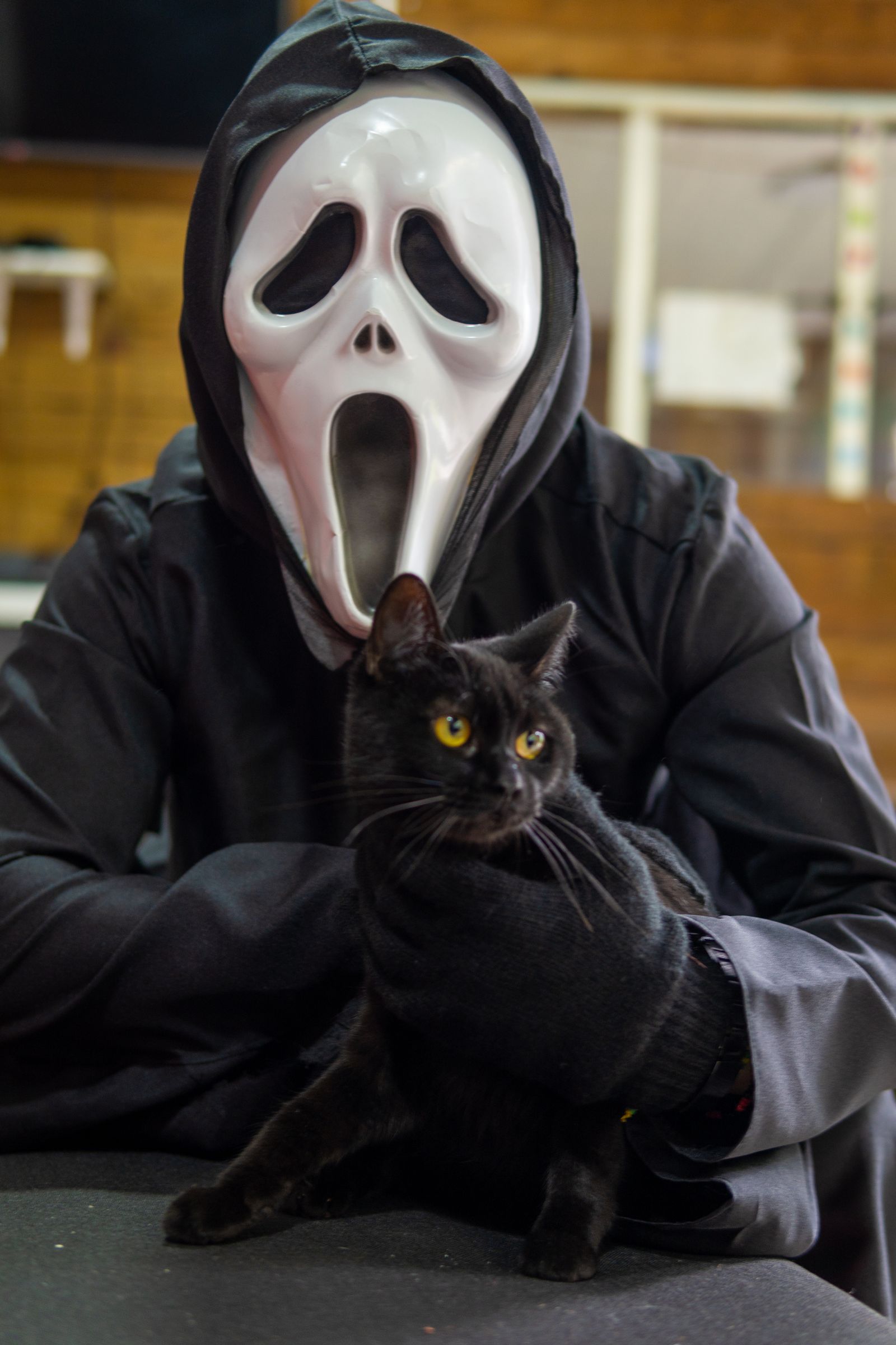 Scary Cat Photos, Download The BEST Free Scary Cat Stock Photos & HD Images