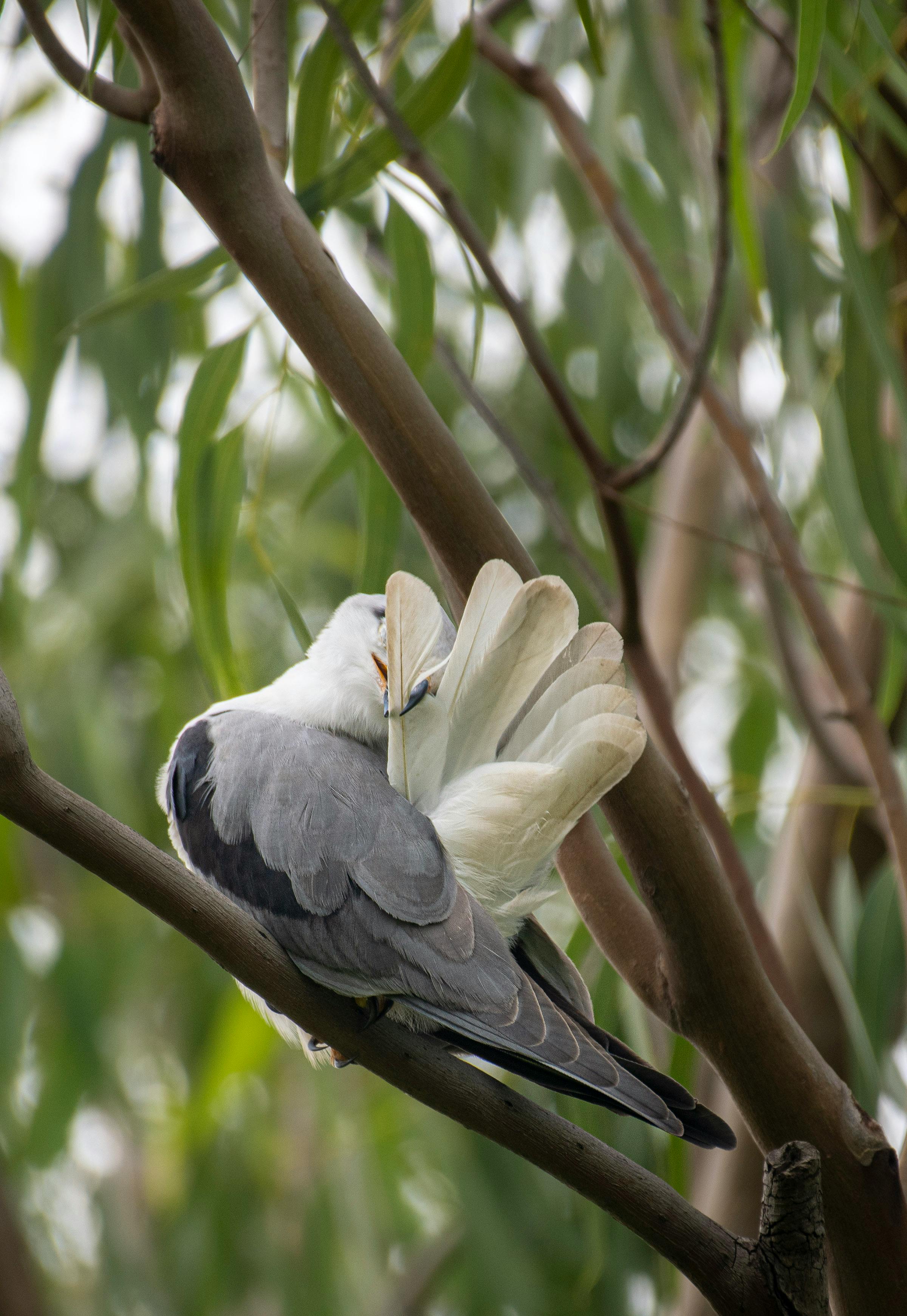 Colorful Dove Perched on a Tree Branch · Free Stock Photo