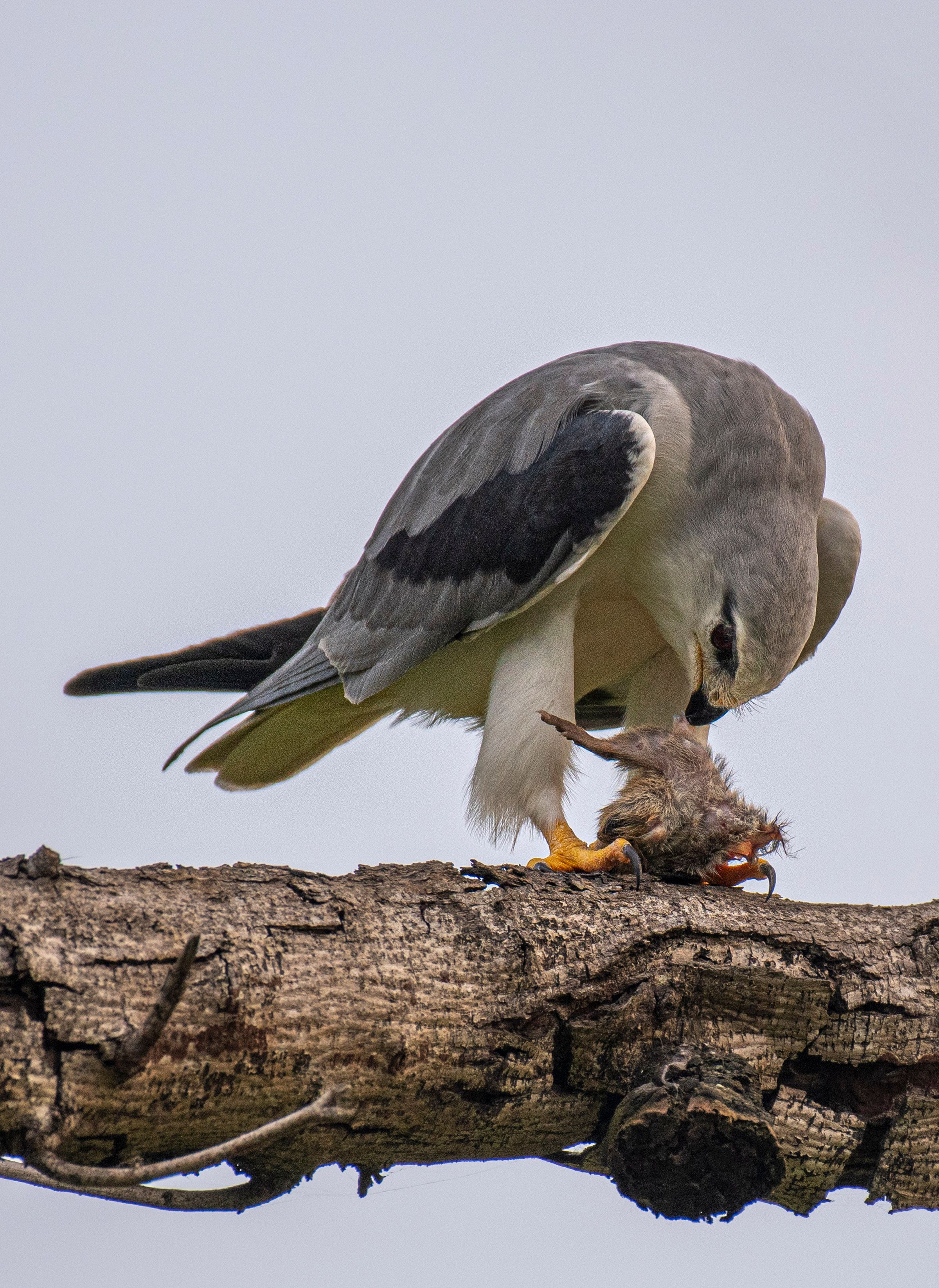 Predator Prey Interaction Photos, Download The BEST Free Predator Prey ...