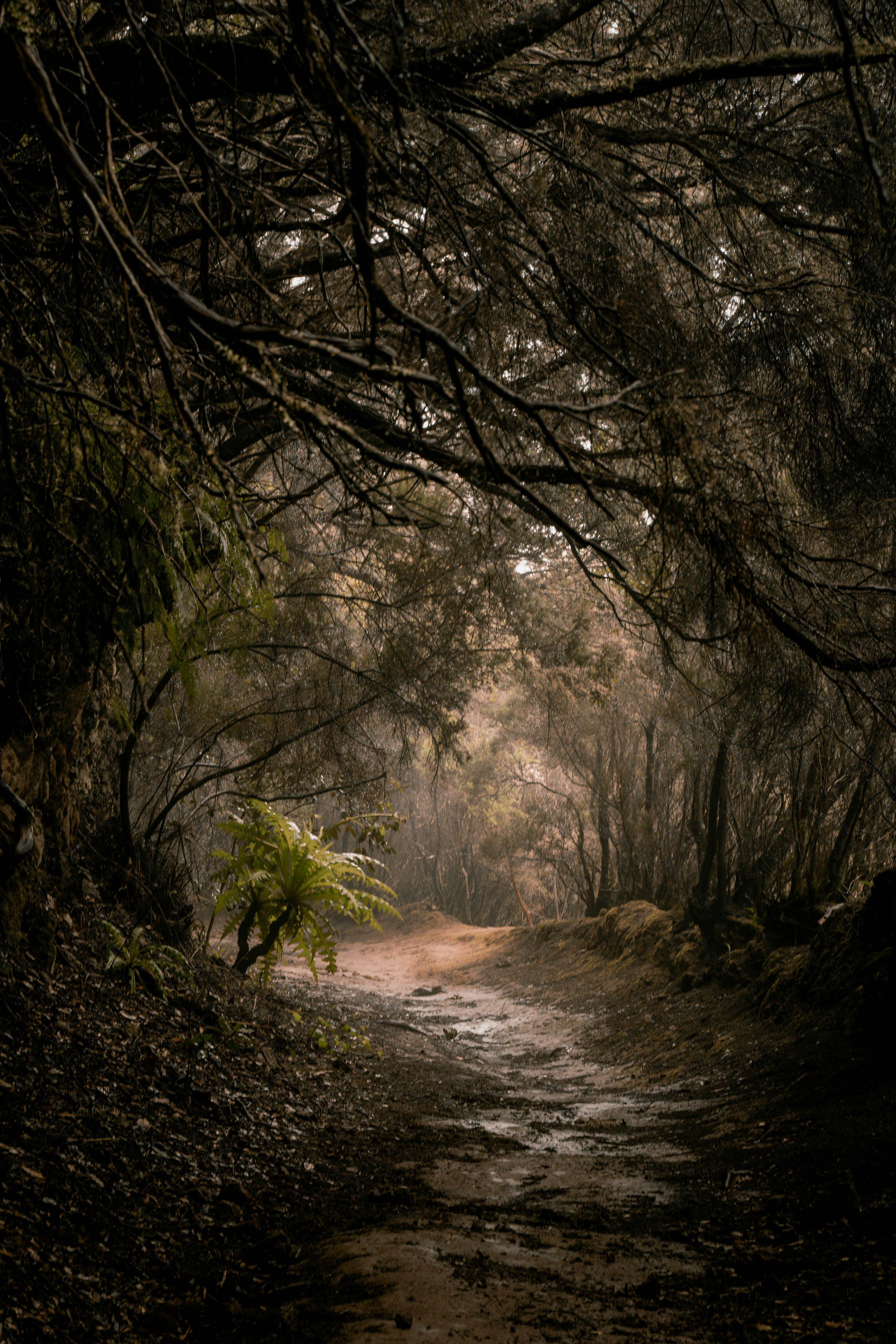 Mystical Path Through Laurel Forest in Tenerife · Free Stock Photo
