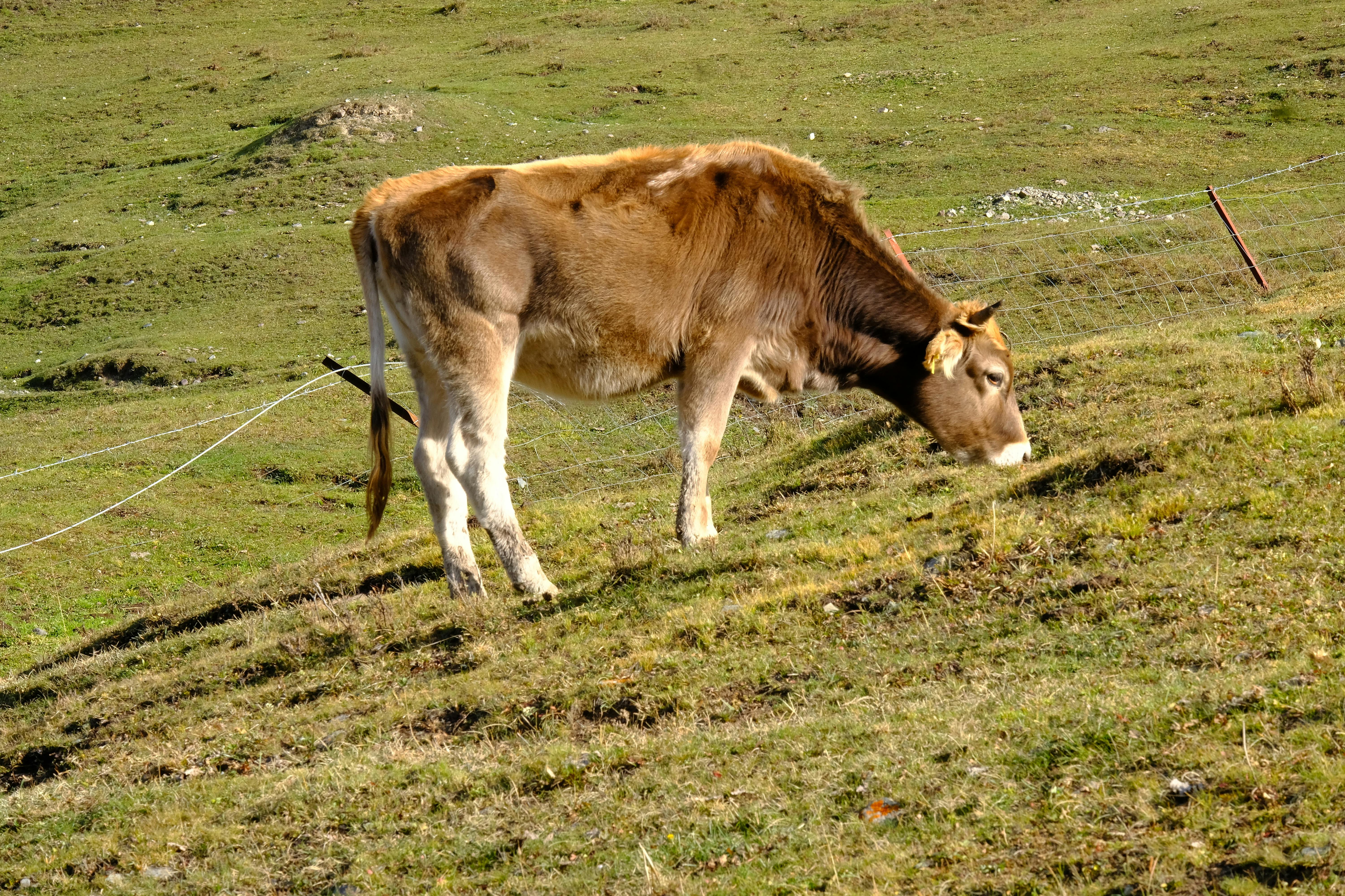 Brown Cow Grazing on a Green Meadow Slope · Free Stock Photo