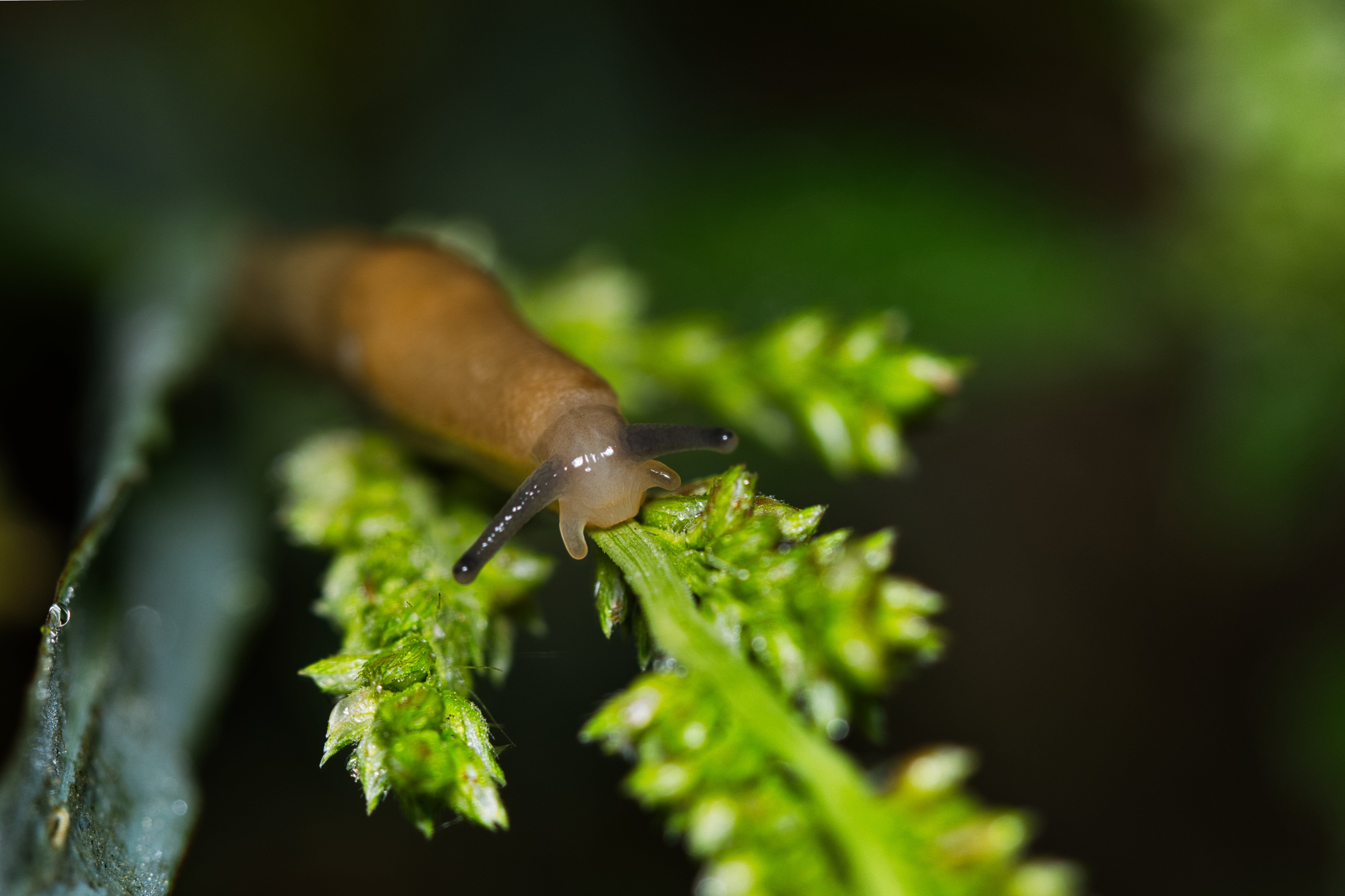 Slug Diversity Photos, Download The BEST Free Slug Diversity Stock ...