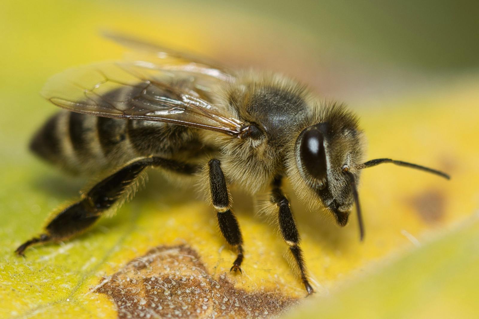 Bee Wings Photos, Download The BEST Free Bee Wings Stock Photos & HD Images