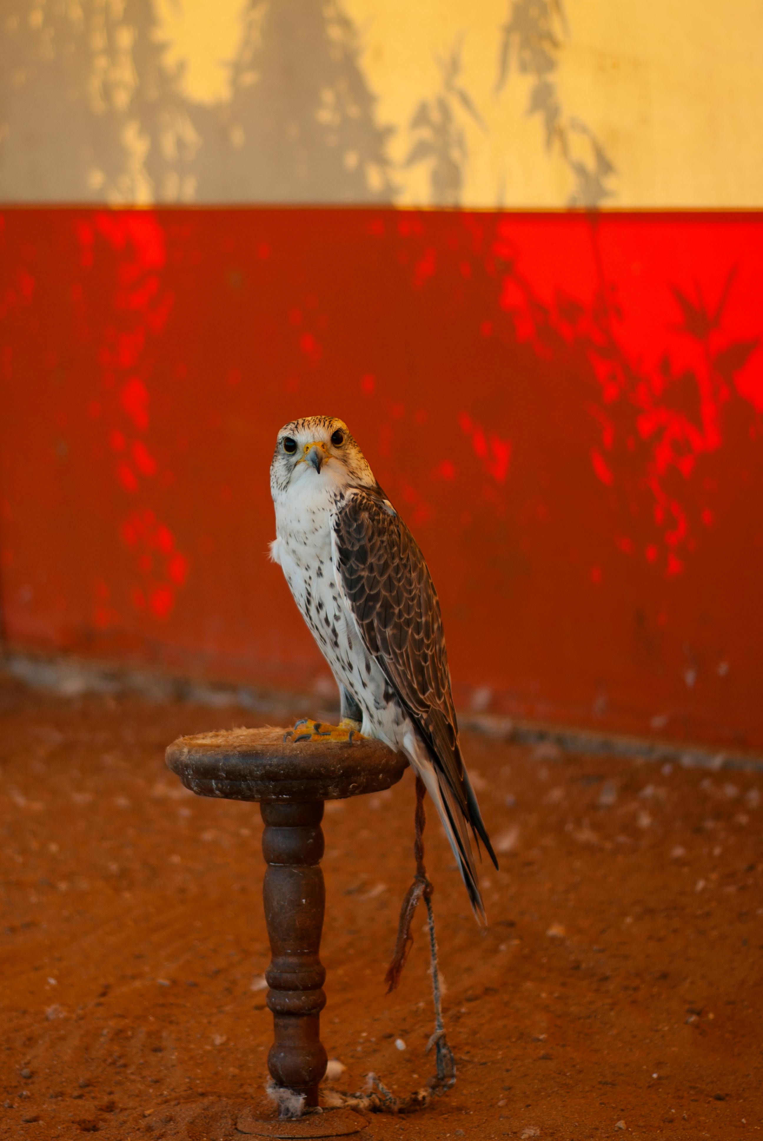 Falcon Portrait Photos, Download The BEST Free Falcon Portrait Stock ...