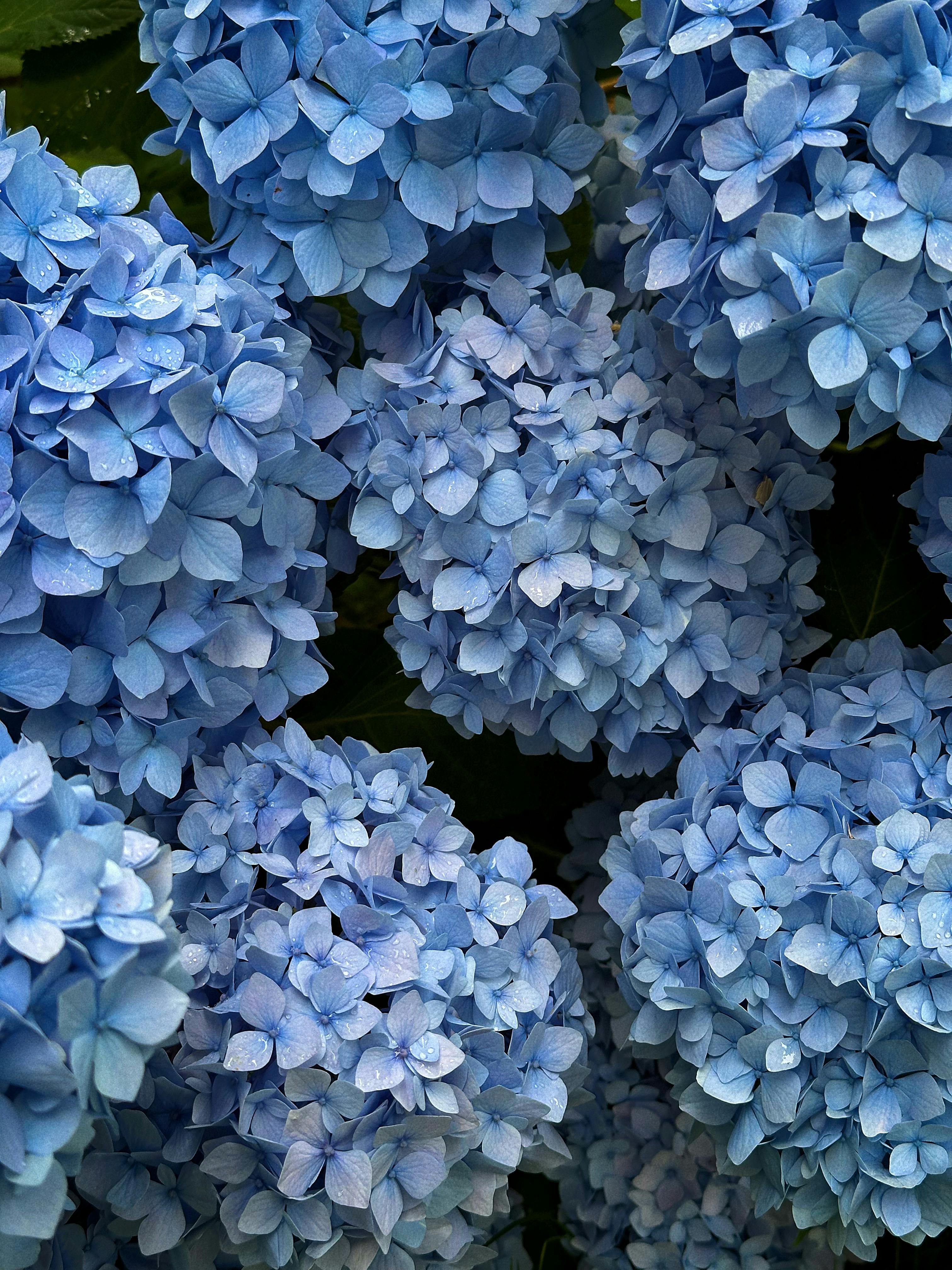 Blue Hydrangea Photos, Download The BEST Free Blue Hydrangea Stock ...