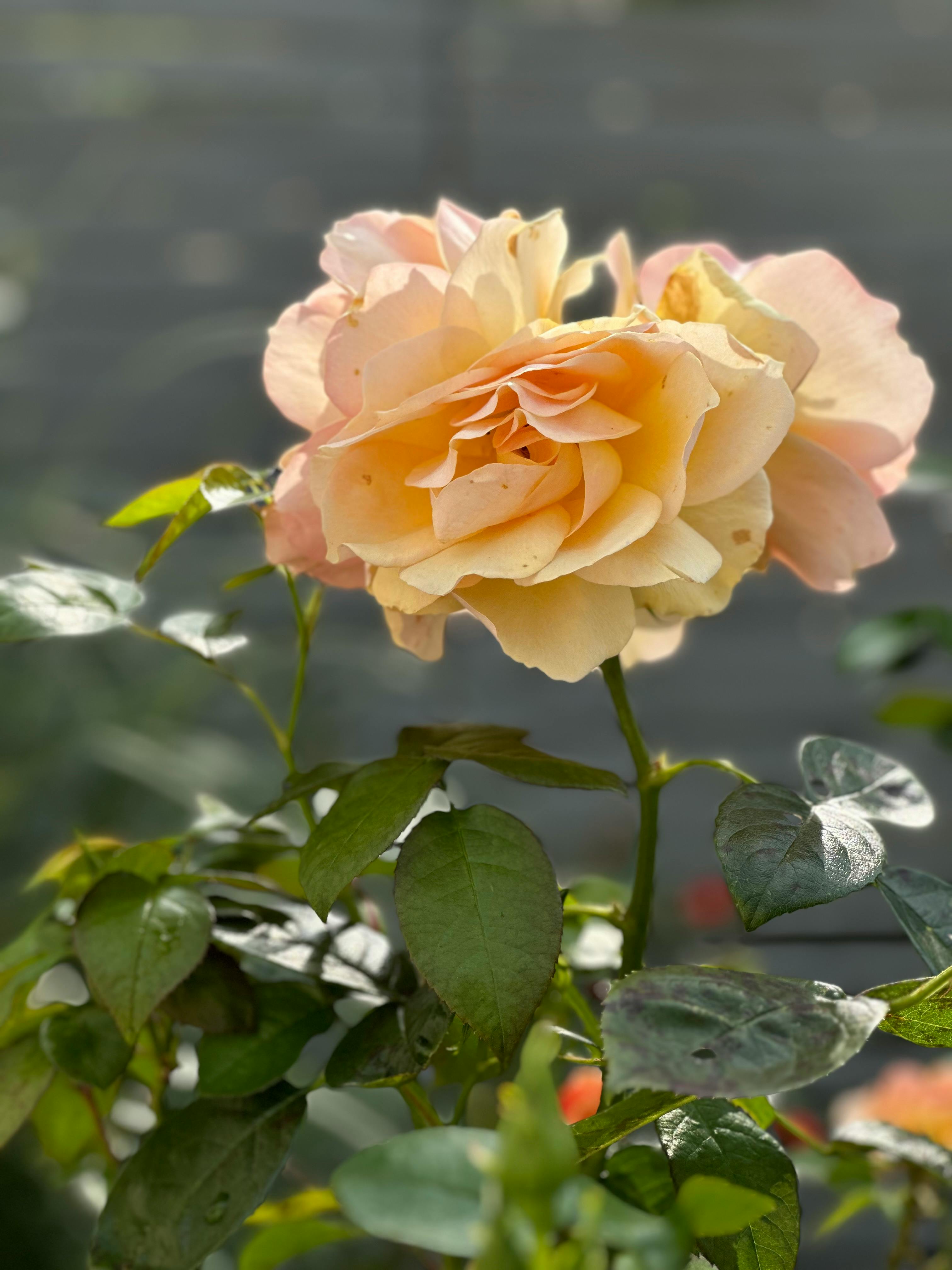 Close-up of a Blooming Peach Rose in Garden · Free Stock Photo
