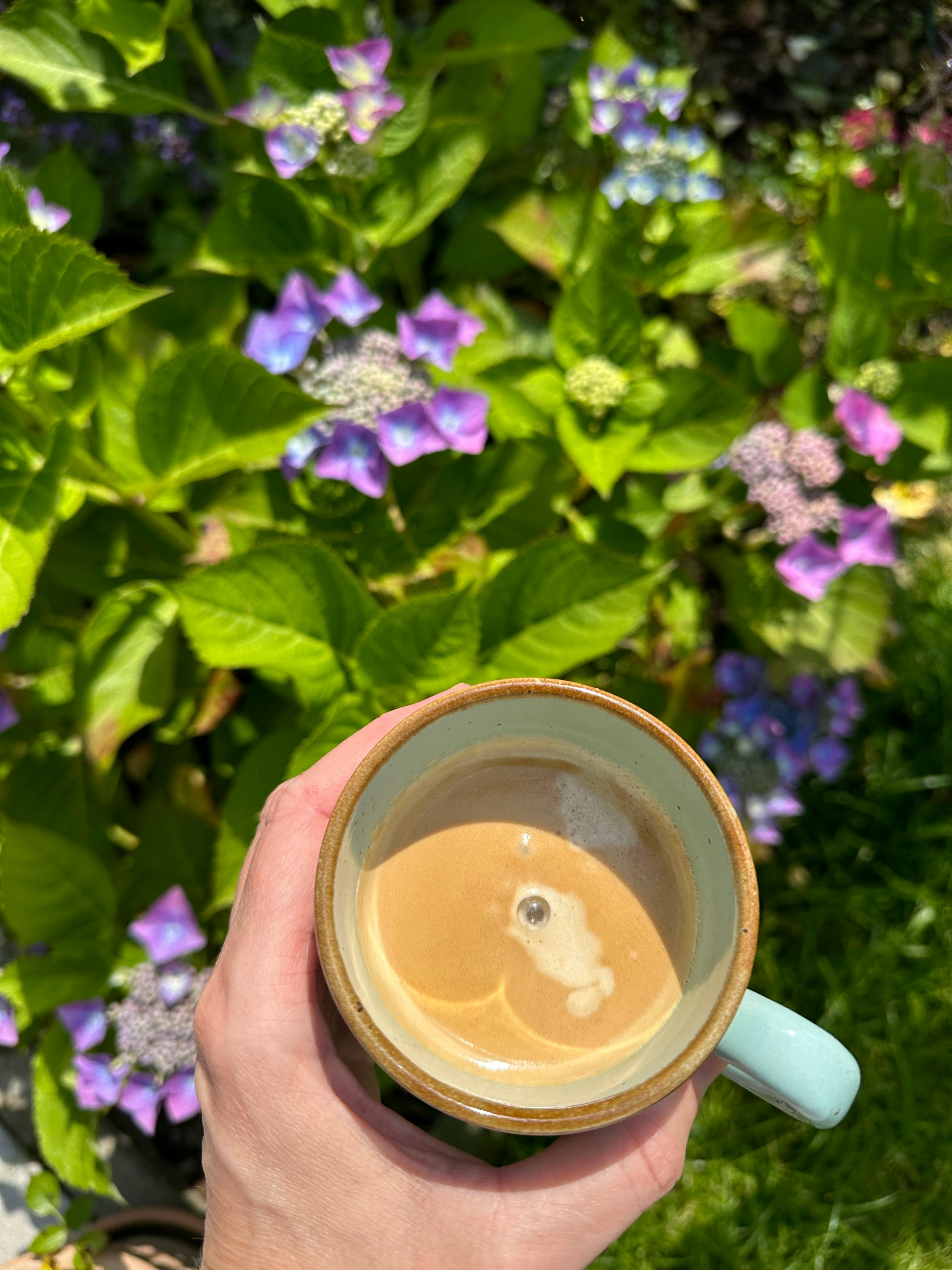 Hand Holding Coffee Cup Over Vibrant Hydrangeas · Free Stock Photo