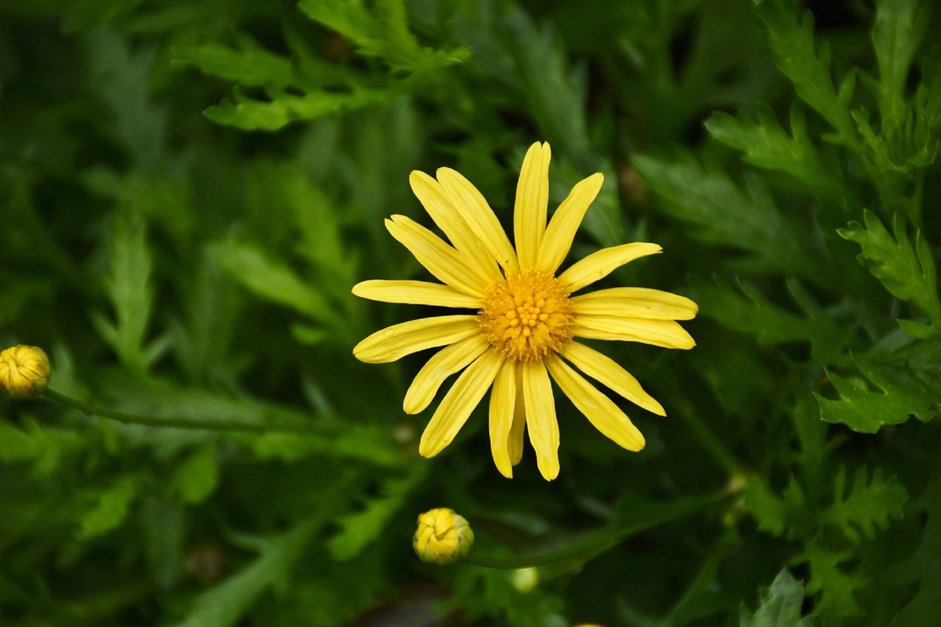 Vibrant Yellow Daisy in French Garden · Free Stock Photo
