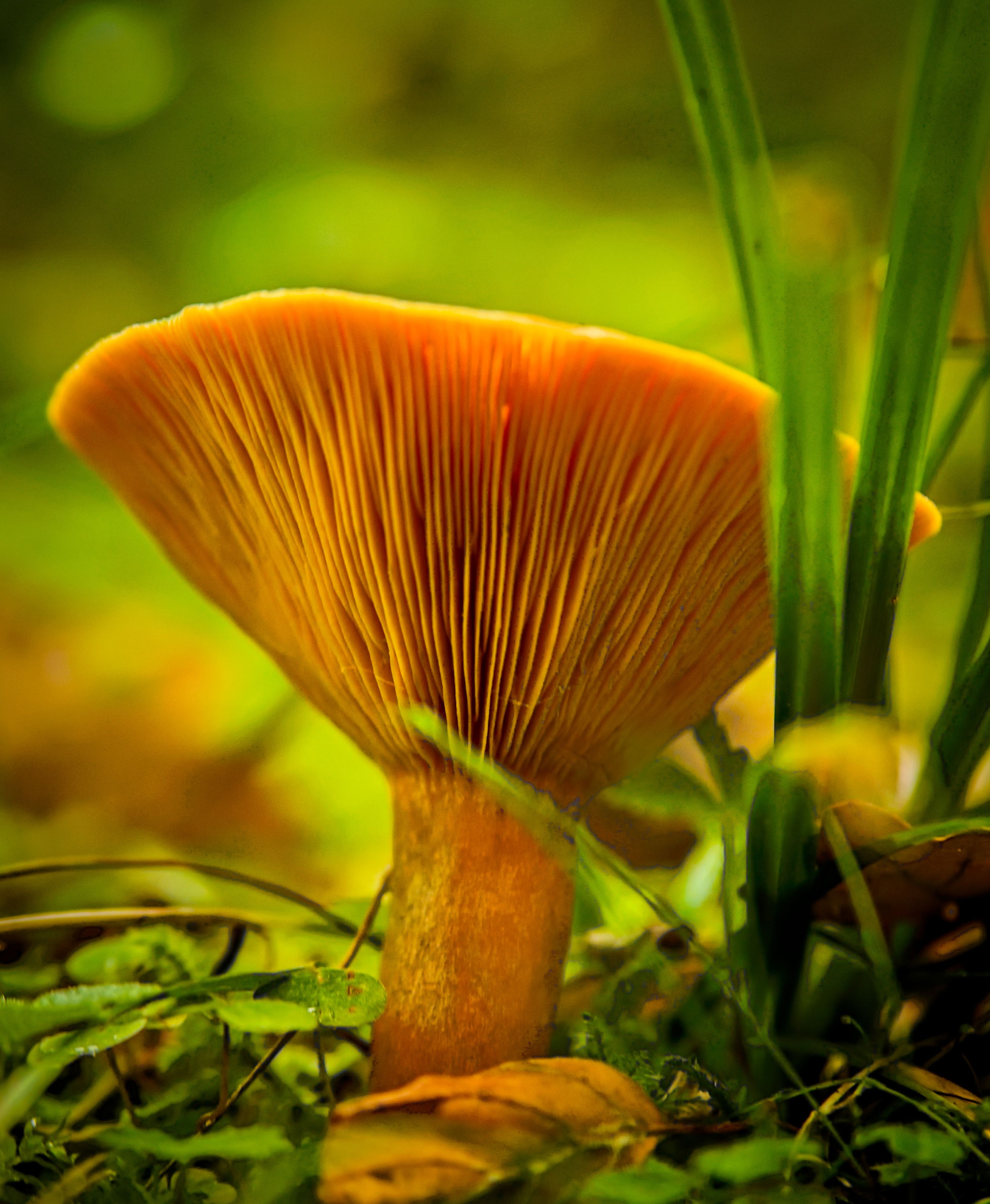 Close-up of a Vibrant Mushroom in Forest · Free Stock Photo